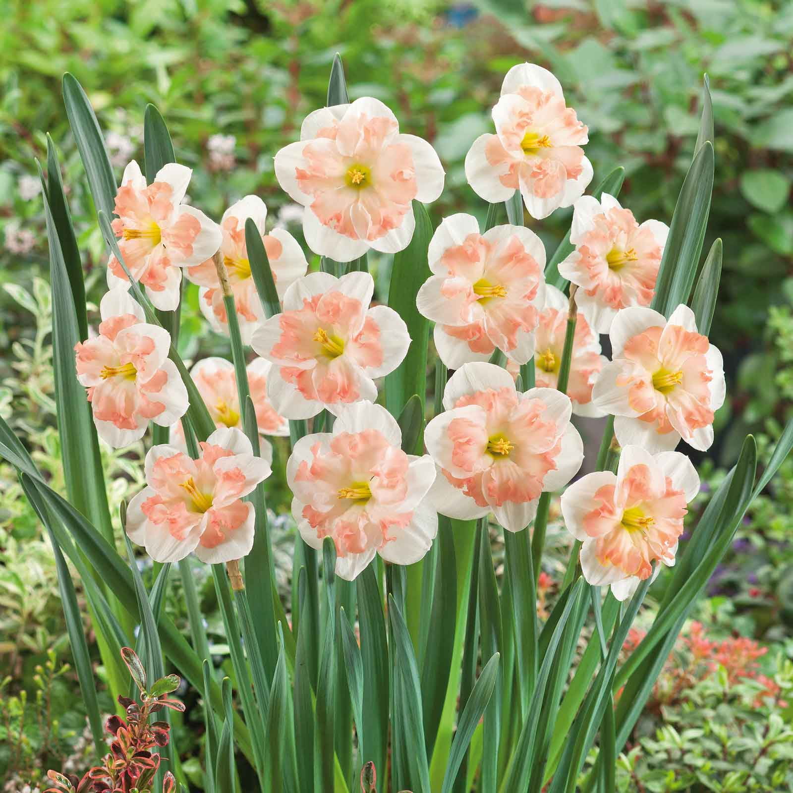 Eden Brothers Daffodil Bulbs - Pink Wonder - Walmart.com