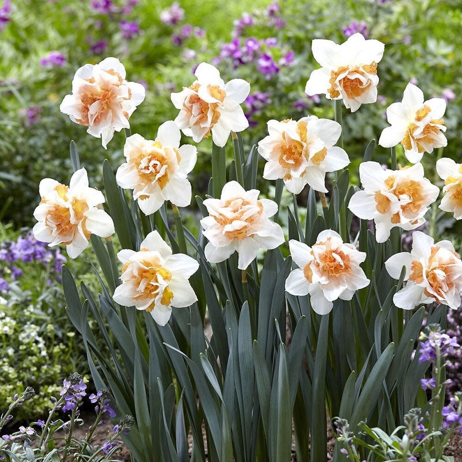 Eden Brothers Daffodil Bulbs, Replete, 20 Bulbs | Perennial Flowers ...