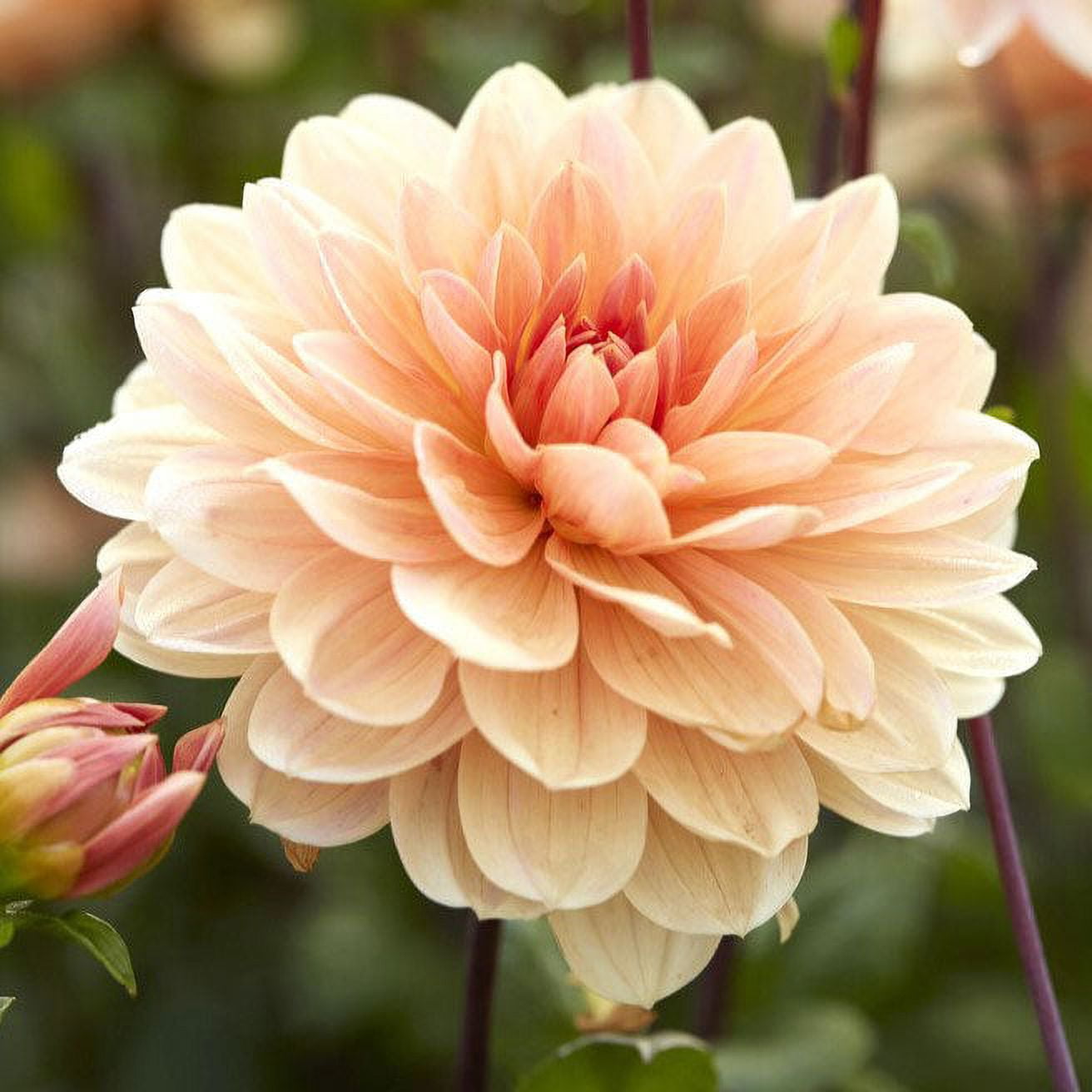 Eden Brothers Dahlia Bulbs - Apricot Desire, Non-GMO Bulbs for Planting, 8 Bulbs | Low ...