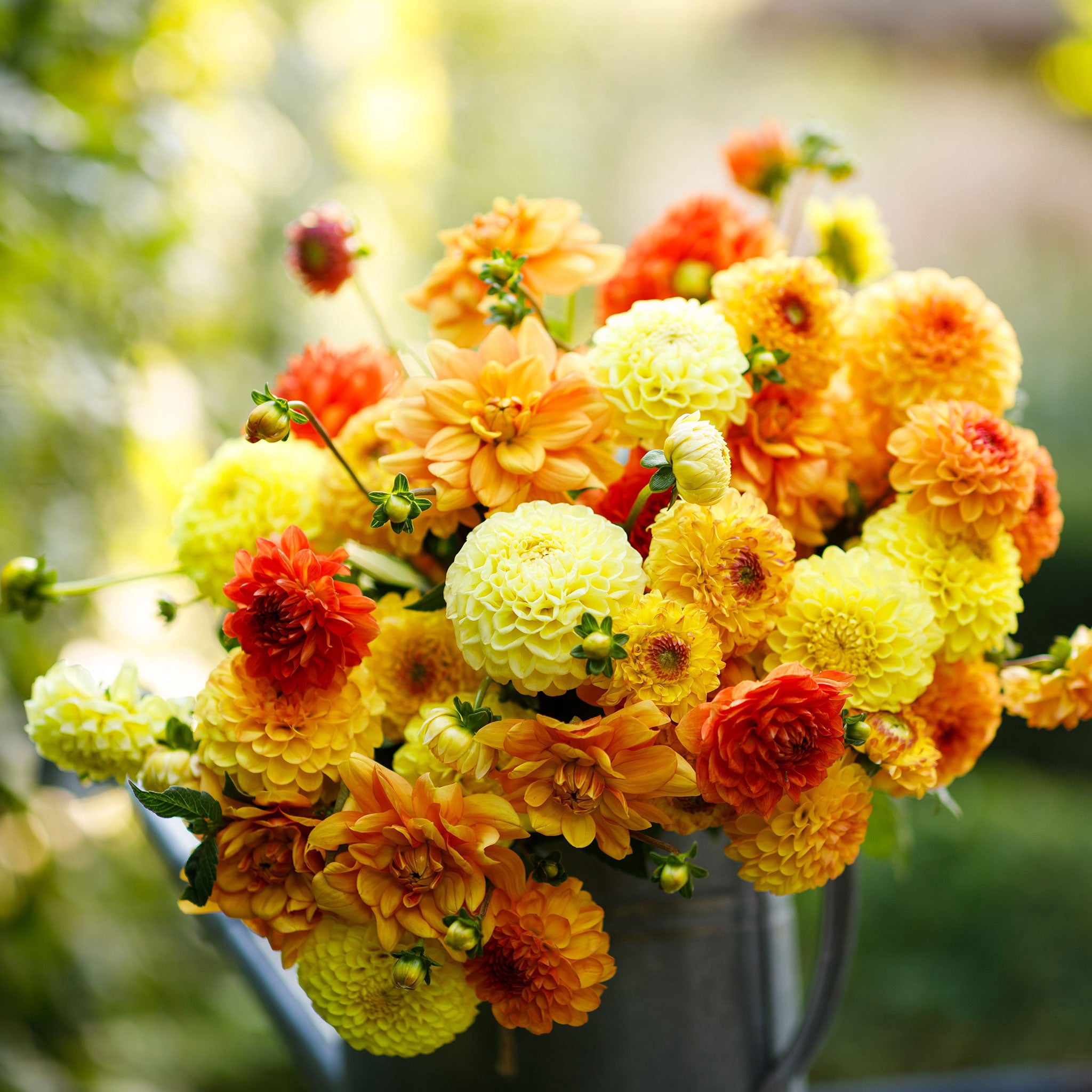 Eden Brothers Dahlia Bulbs (Ball & Decorative) - Sunny Mix, Non-GMO ...
