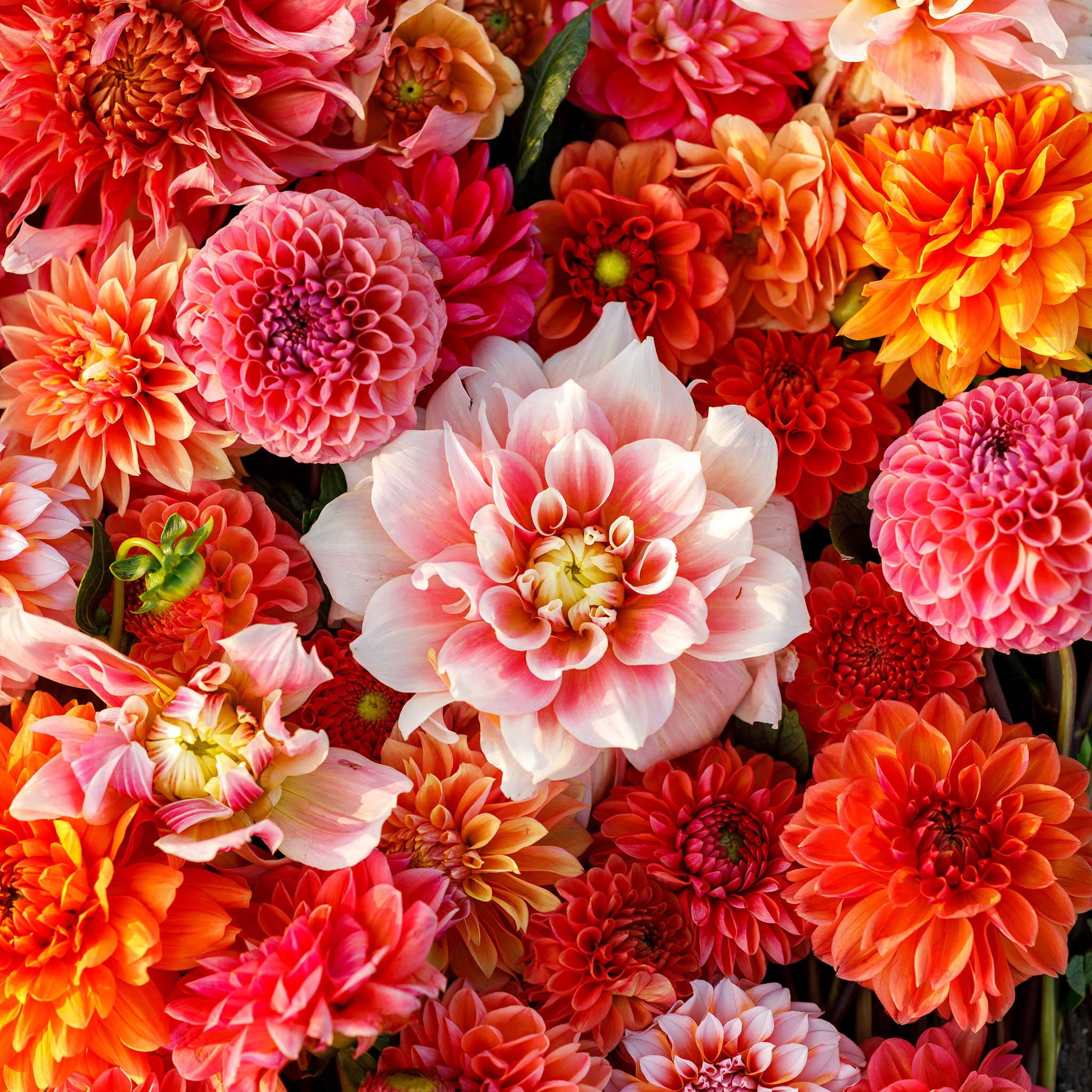 Eden Brothers Dahlia Bulbs (Ball & Dinnerplate) - Victoria Garden Mix, Non-GMO Bulbs for ...