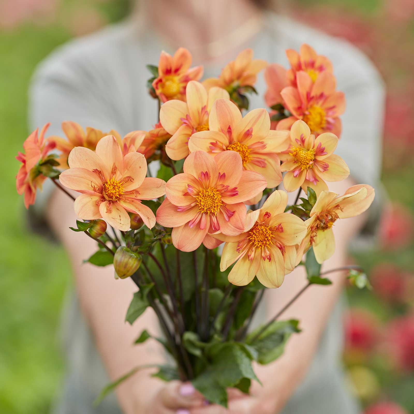 Eden Brothers Dahlia Bulbs (Collarette) - Kelsey Anne Joy - Walmart.com