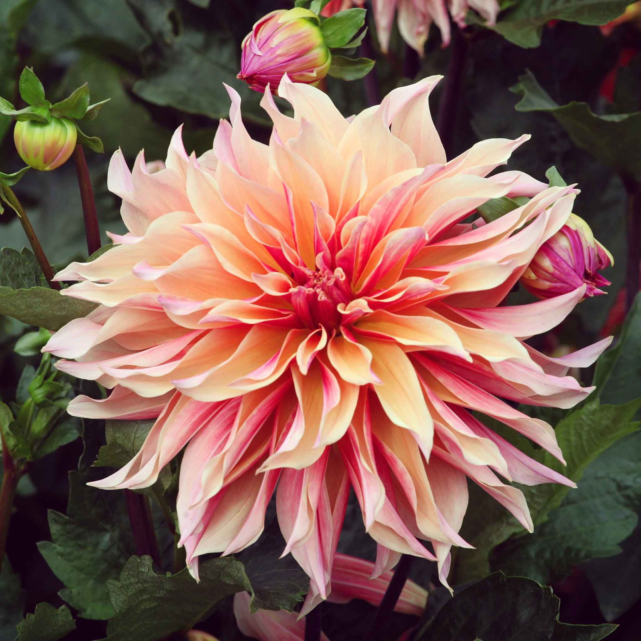 Eden Brothers Dahlia Bulbs (Decorative) - Labyrinth, Non-GMO Bulbs for Planting, 8 Bulbs | Low ...