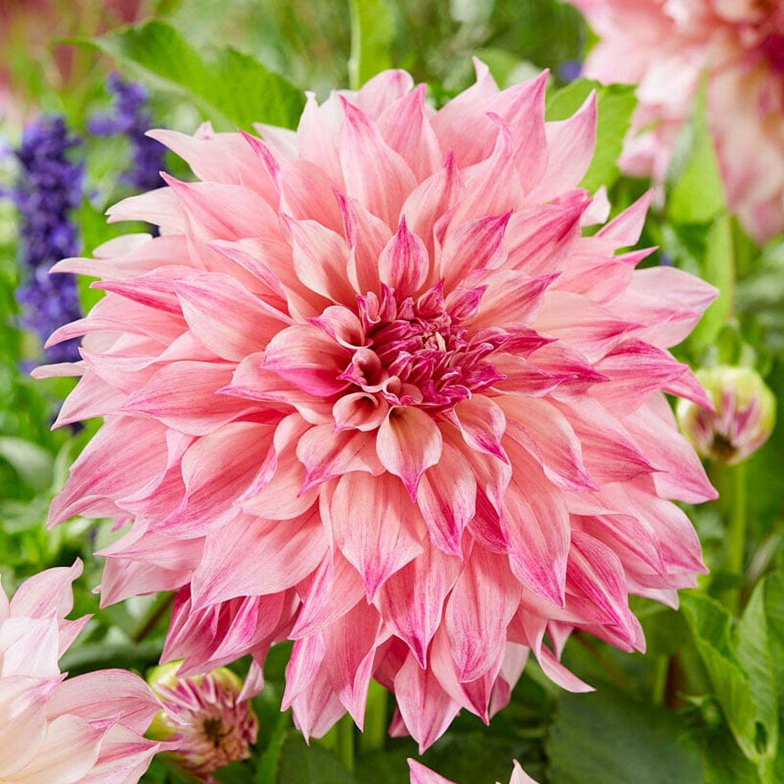 Eden Brothers Dahlia Bulbs (Dinnerplate) - Cafe Au Lait Rose, Non-GMO Bulbs for Planting, 8 ...