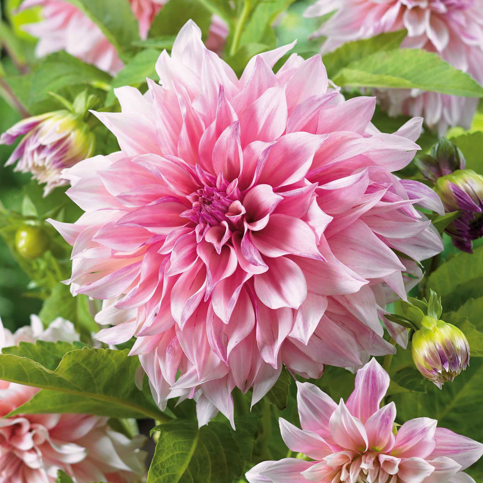 Eden Brothers Dahlia Bulbs (Dinnerplate) - Cafe Au Lait Royal, Non-GMO Bulbs for Planting, 8 ...
