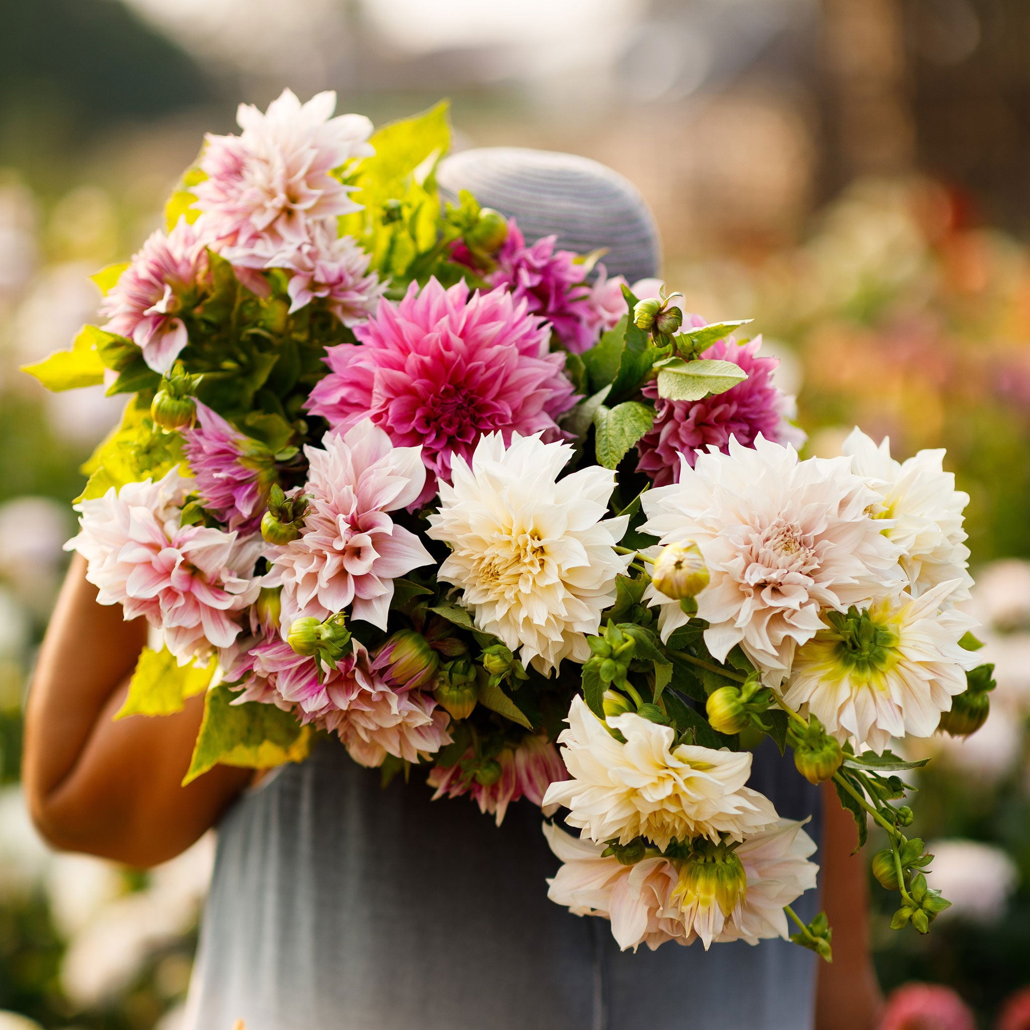 Eden Brothers Dahlia Bulbs (Dinnerplate) - Cafe au Lait Collection, Non-GMO Bulbs for Planting ...