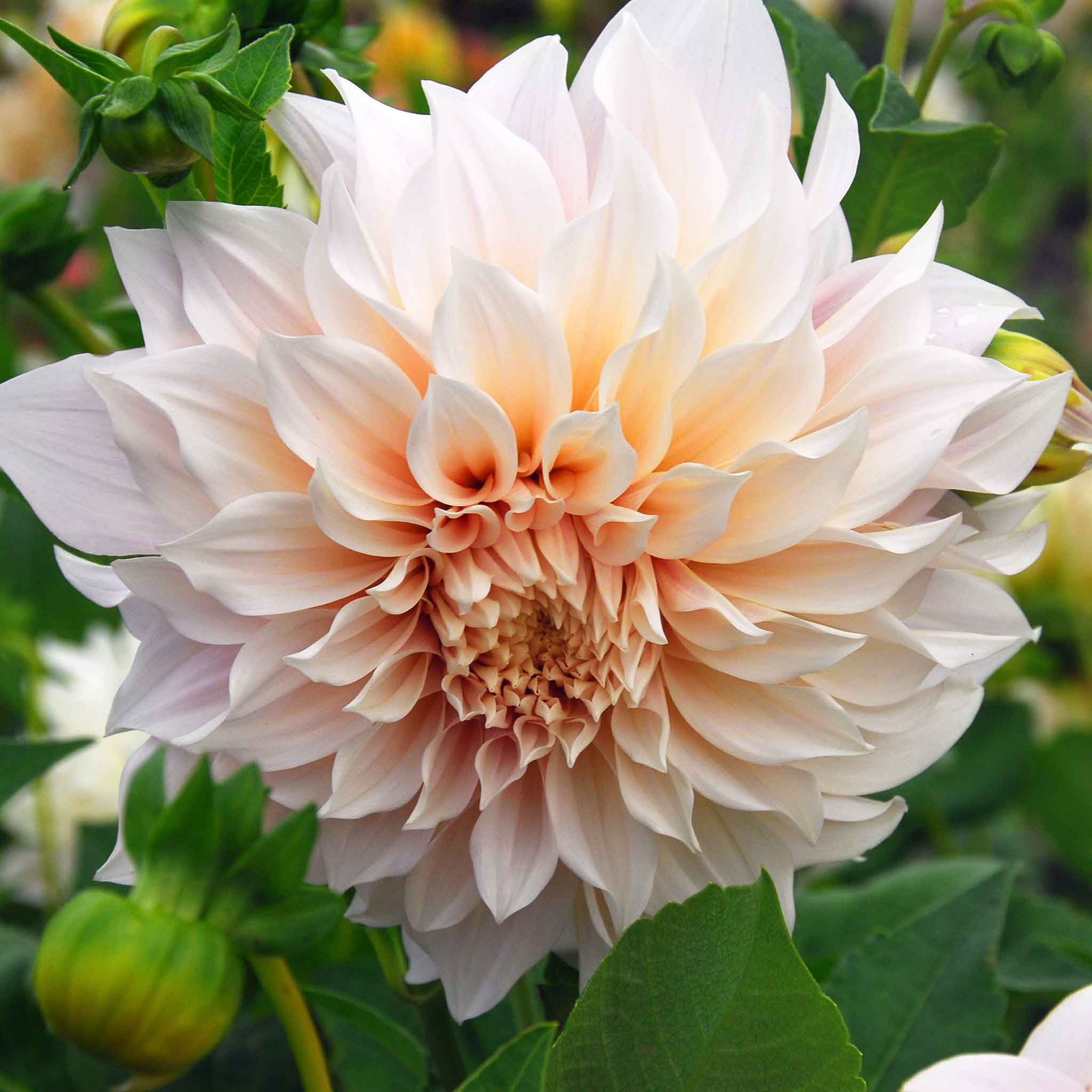 Eden Brothers Dahlia Bulbs (Dinnerplate) - Cafe au Lait, Non-GMO Bulbs for Planting, 8 Bulbs ...