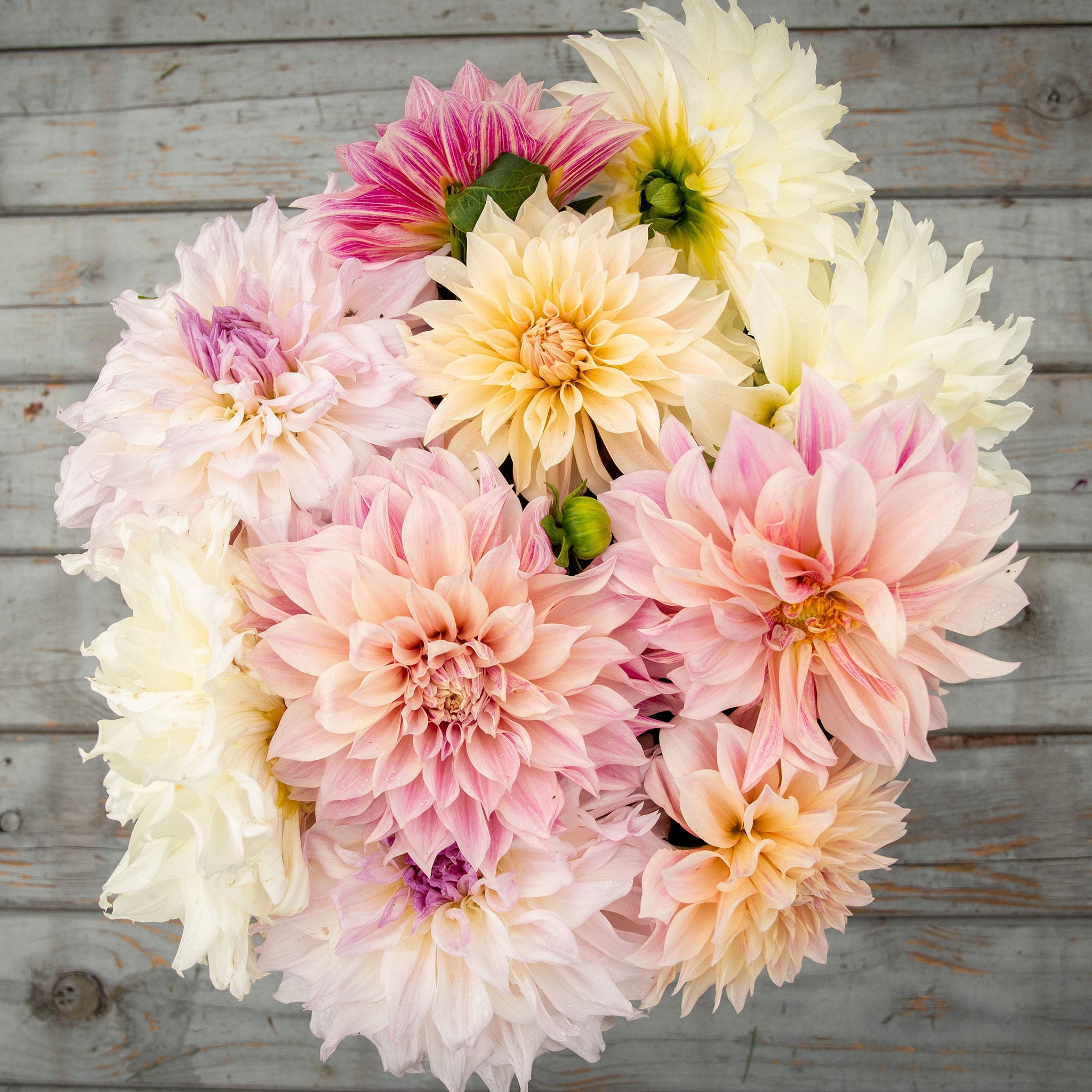 Eden Brothers Dahlia Bulbs (Dinnerplate) - Celestial Mix, Non-GMO Bulbs ...