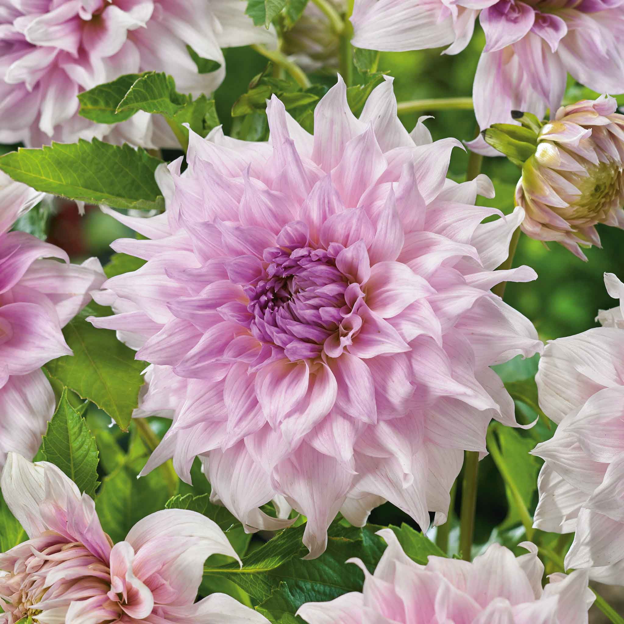 Eden Brothers Dahlia Bulbs (Dinnerplate) - Shiloh Noelle, Non-GMO Bulbs for Planting, 8 Bulbs ...