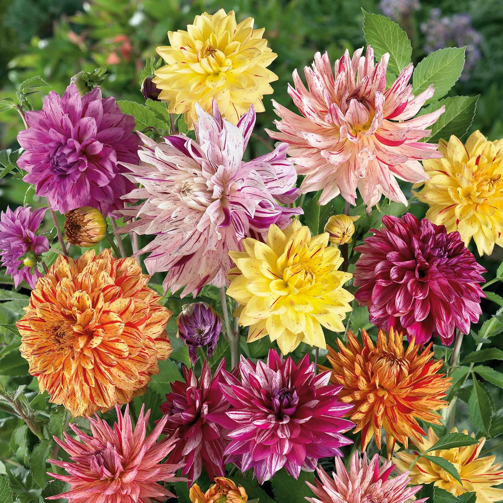 Eden Brothers Dahlia Bulbs - Rembrandt Mix, Non-GMO Bulbs for Planting, 10 Bulbs | Low ...
