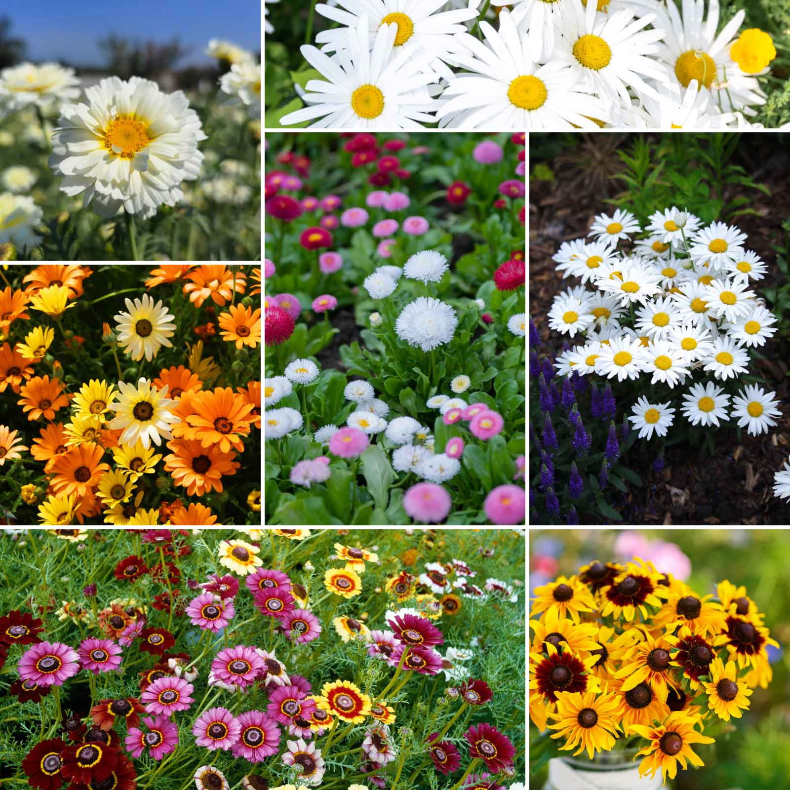 Eden Brothers Daisy Crazy Flower Mixed Seeds for Planting, 1/4 lb ...