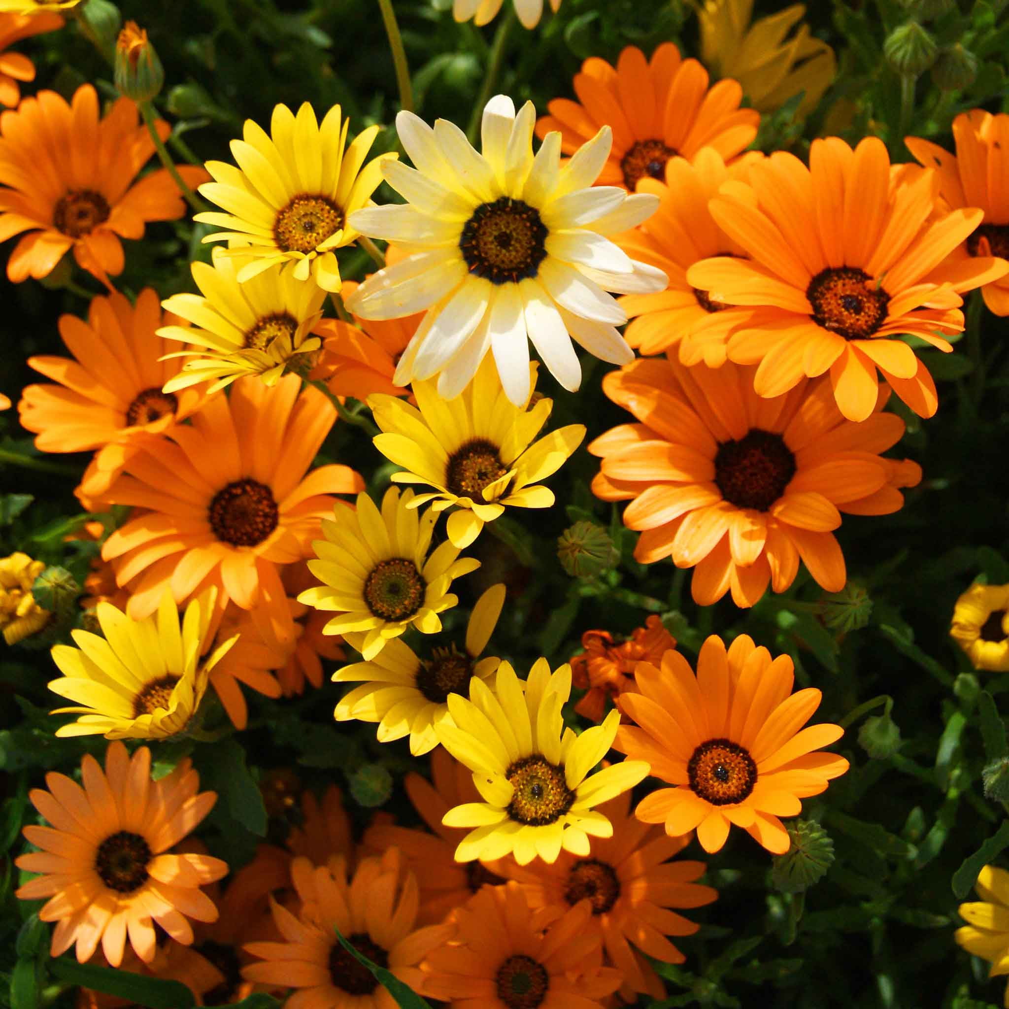 Eden Brothers Daisy Seeds (African) - Mixed - Walmart.com