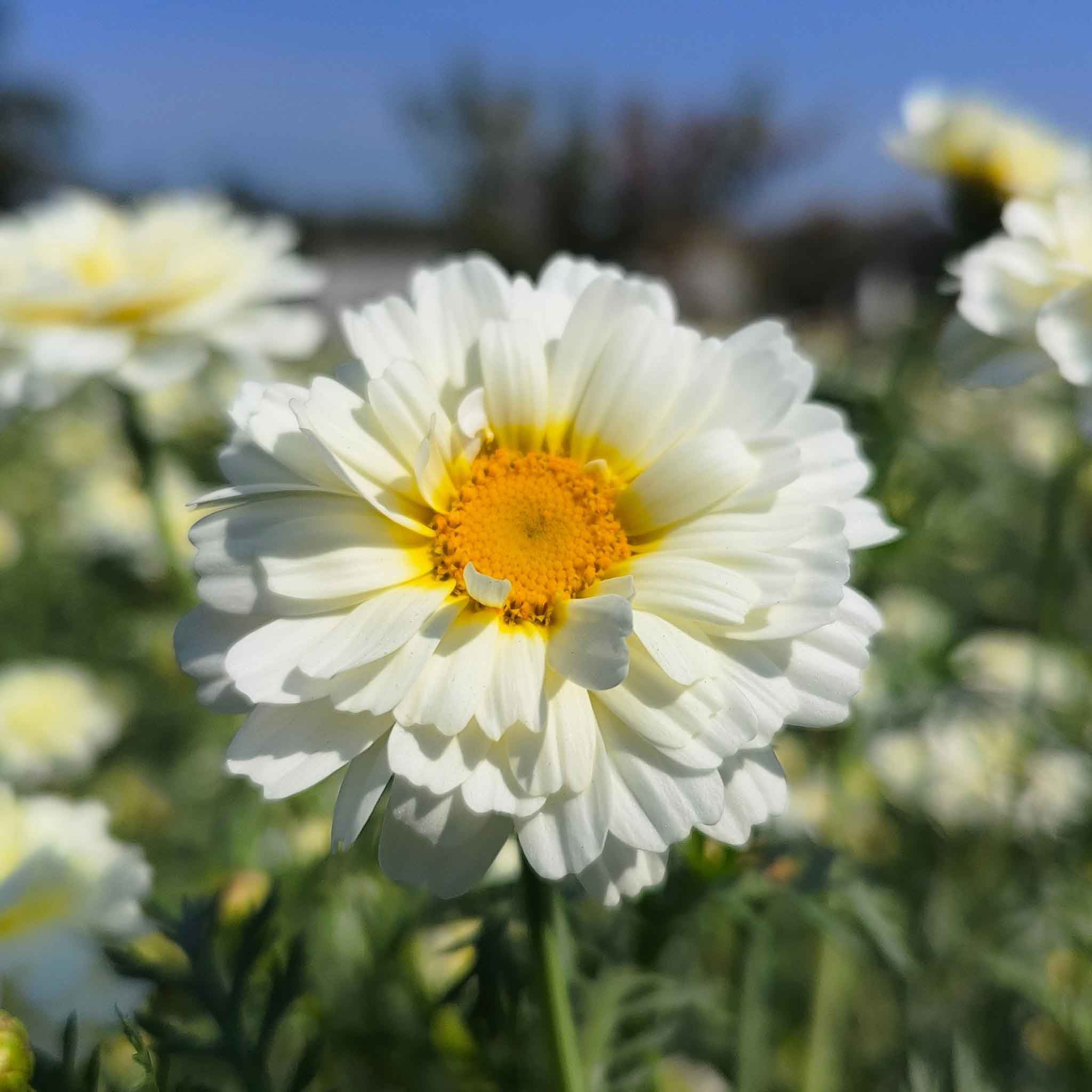Eden Brothers Daisy Seeds - Garland Double Mix - Walmart.com