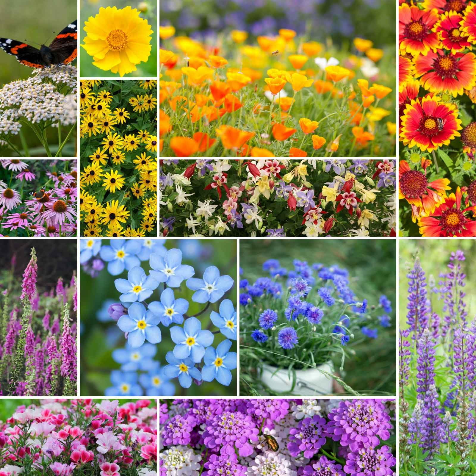 Eden Brothers Deer TWE5 Resistant Wildflower Mixed Seeds for 1/4 lb ...