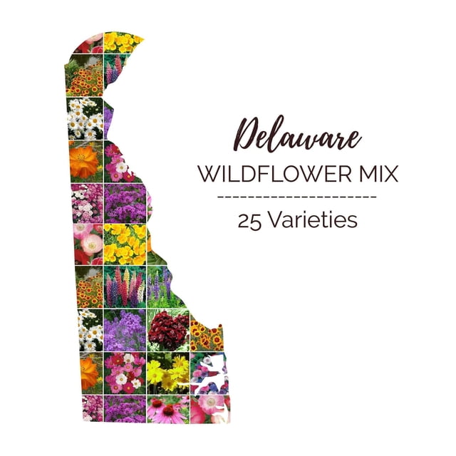 Eden Brothers Delaware Wildflower Mixed Seeds for Planting, 1 oz ...