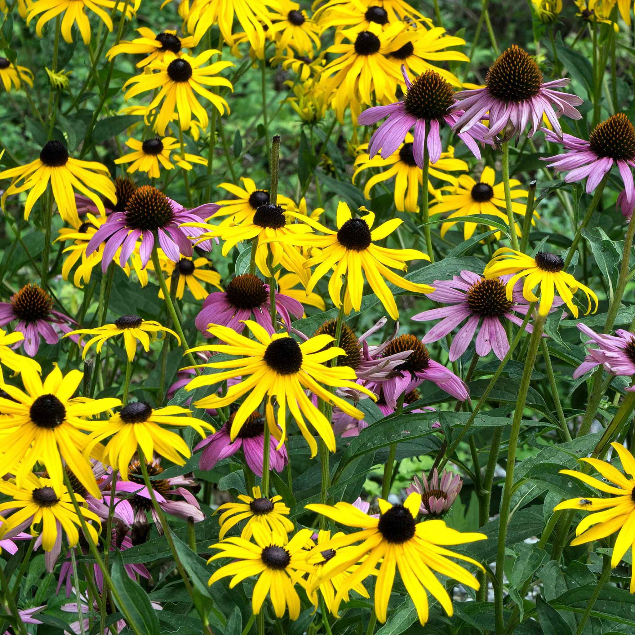 Eden Brothers Dynamic Duo Flower Mixed Seeds for Planting, 1 lb ...