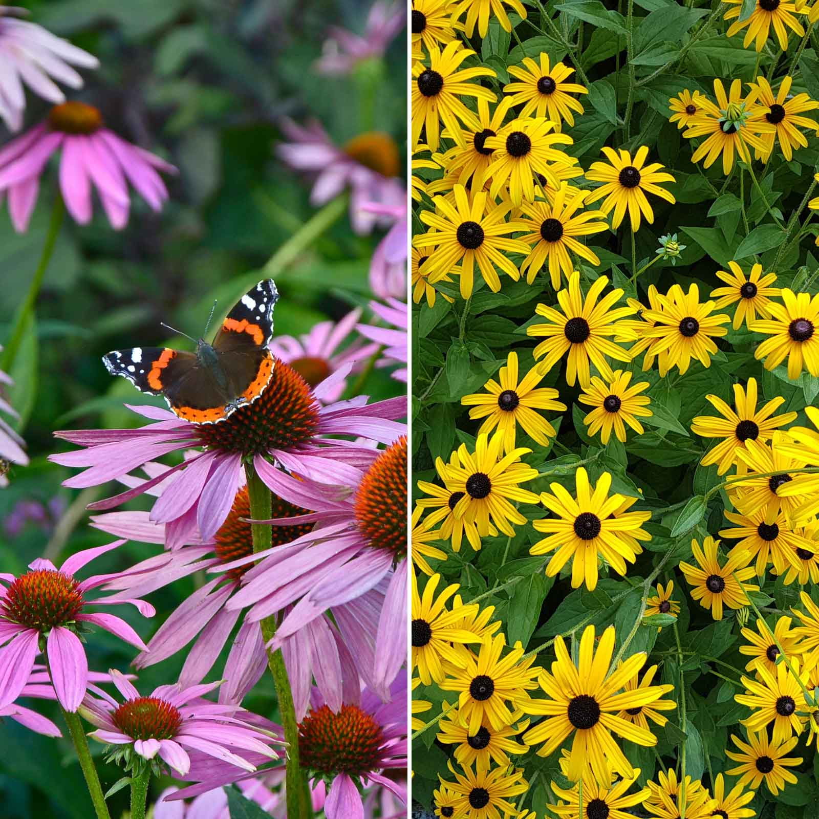 Eden Brothers Dynamic Duo Flower Mixed Seeds for Planting, 1 lb ...