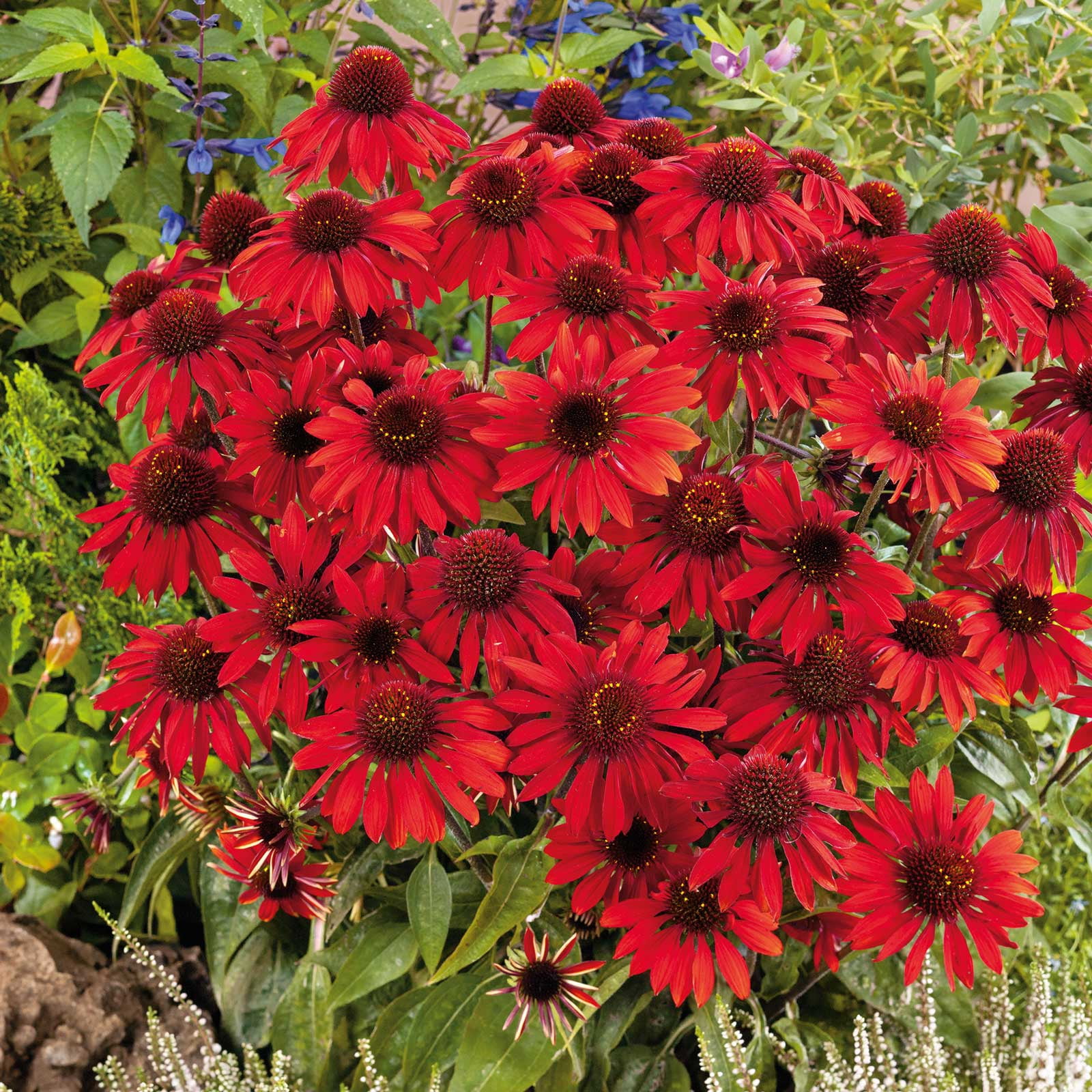 Eden Brothers Echinacea Roots - Sombrero Salsa Red - Walmart.com