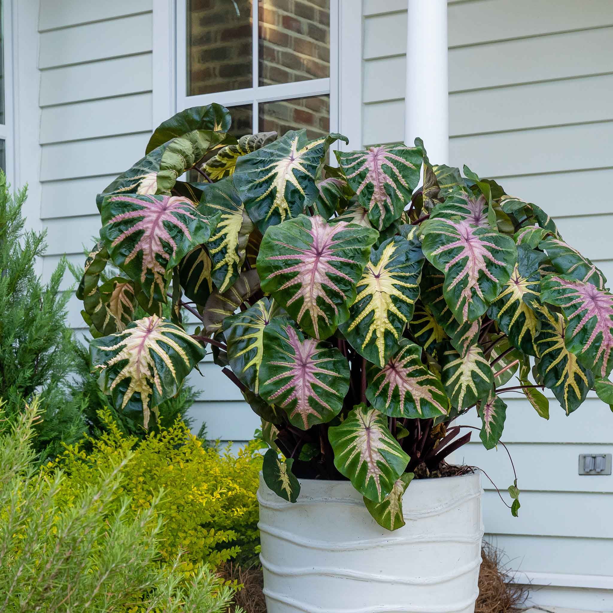 Eden Brothers Elephant Ear Bulbs - Royal Hawaiian® Waikiki - Walmart.com