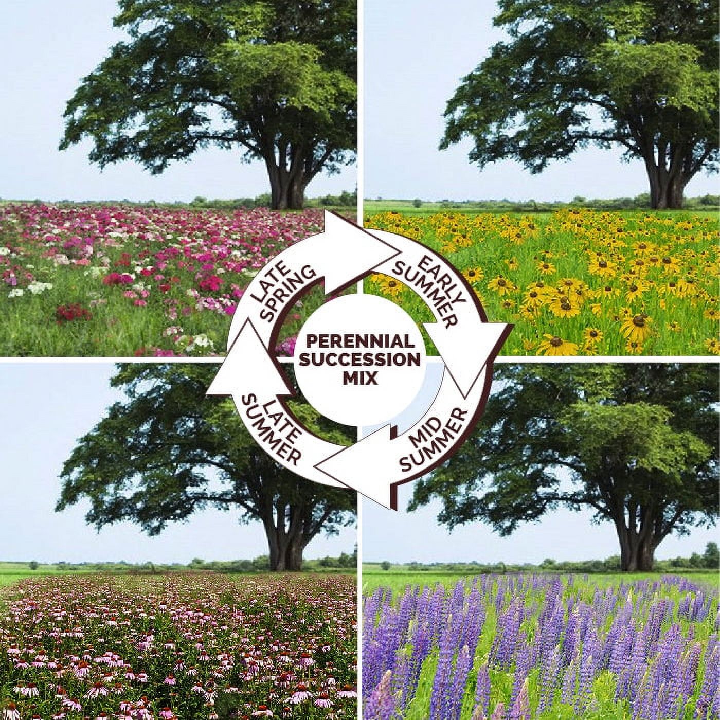 Eden Brothers Endless Summer Perennial Succession Flower Mixed Seeds ...