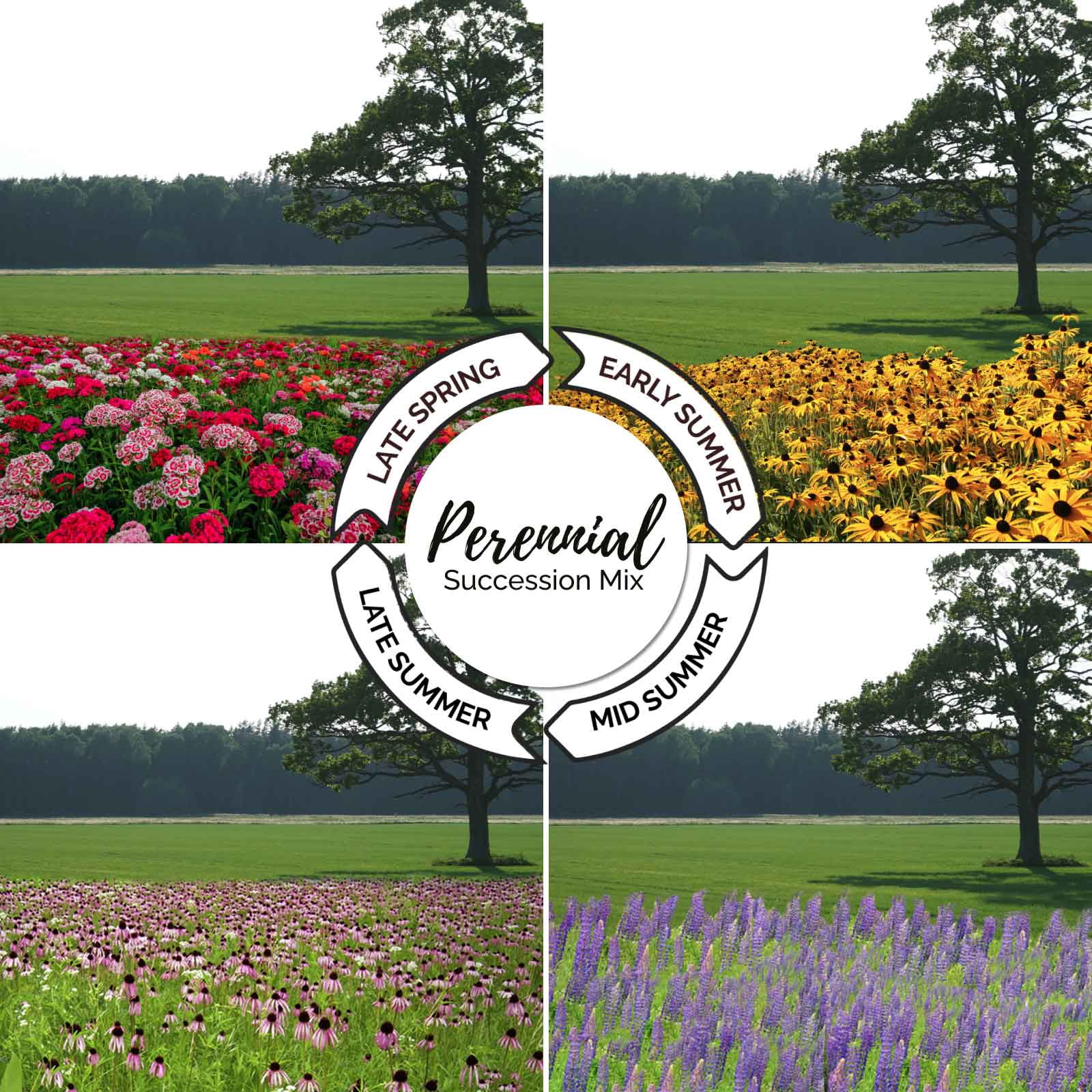 Eden Brothers Endless Summer Perennial Succession Flower Mixed Seeds ...