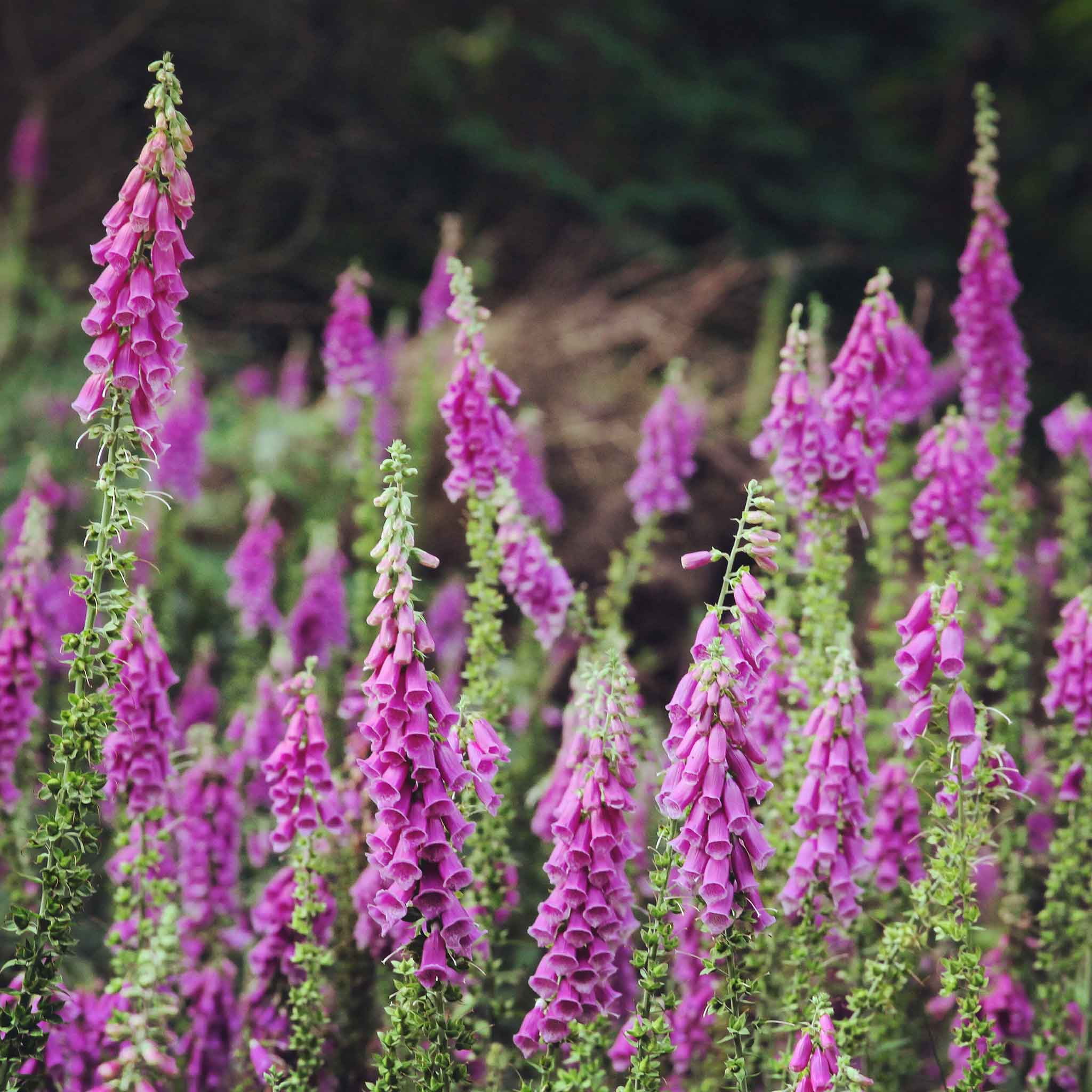 Eden Brothers Foxglove Seeds - Purple - Walmart.com