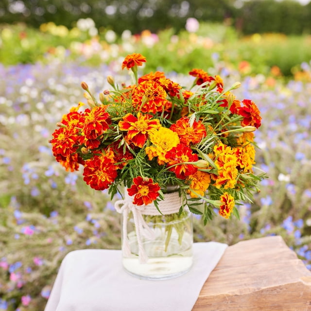 Eden Brothers French Marigold Seeds - Bonita Mix - Walmart.com