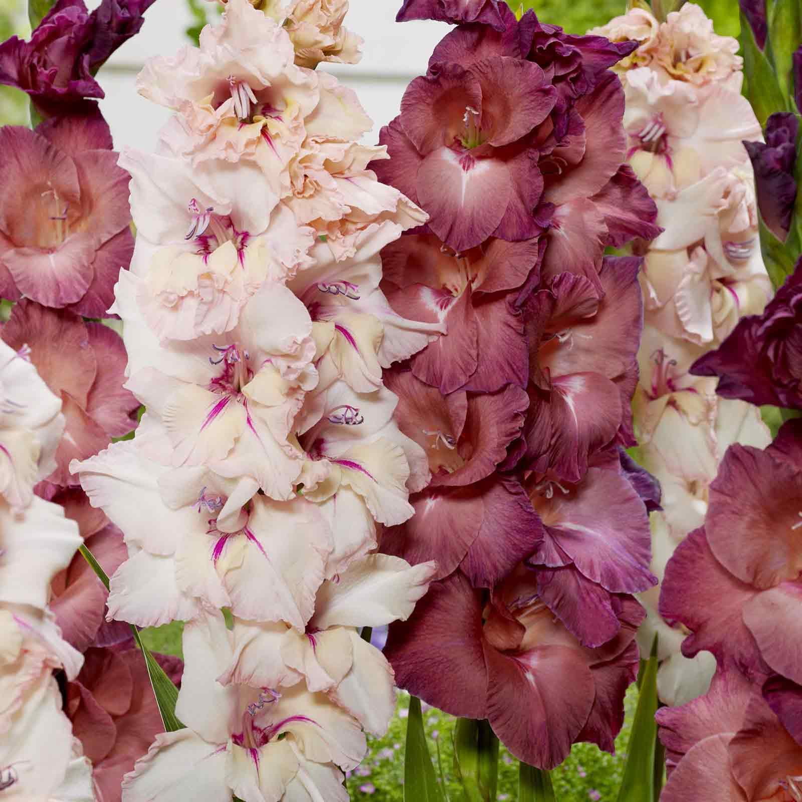 Eden Brothers Gladiolus Flower Bulbs - Pink Haze Mix, Non-GMO Bulbs for ...