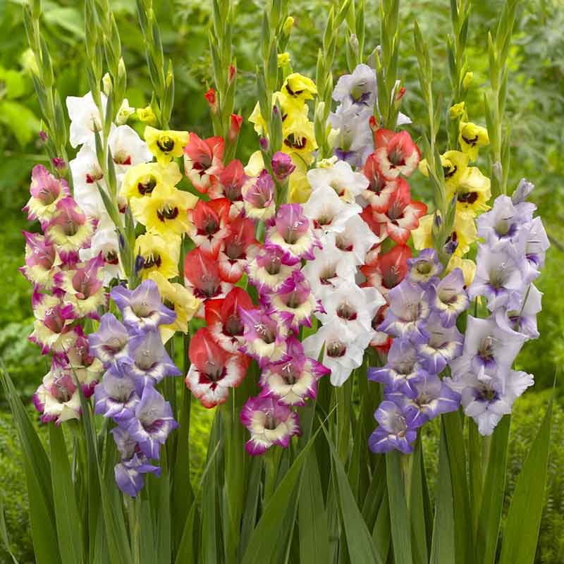 Eden Brothers Gladiolus Flower Bulbs - Rainbow Mix, Non-GMO Bulbs for ...