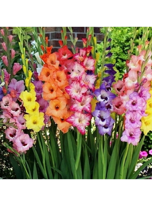 Pollinator Friendly Plants in Patio & Garden - Walmart.com