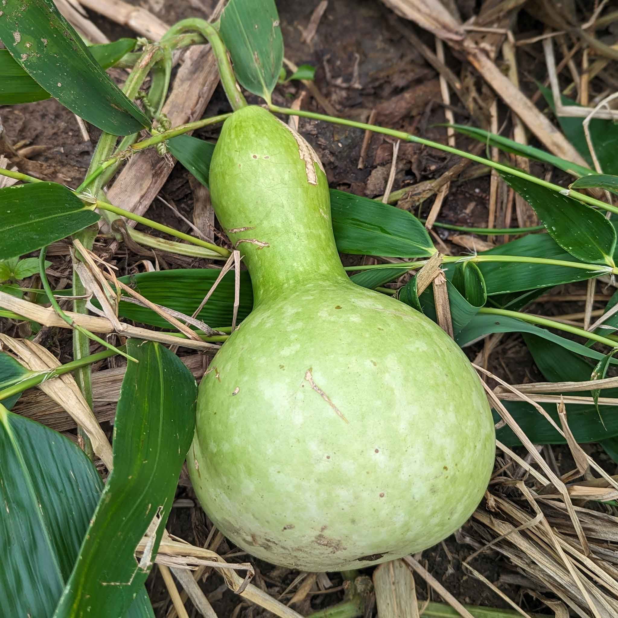 Eden Brothers Gourd Seeds - Birdhouse/Bottle - Walmart.com