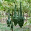 Eden Brothers Basil Seeds - Minette Compact Greek Non-GMO Seeds for ...