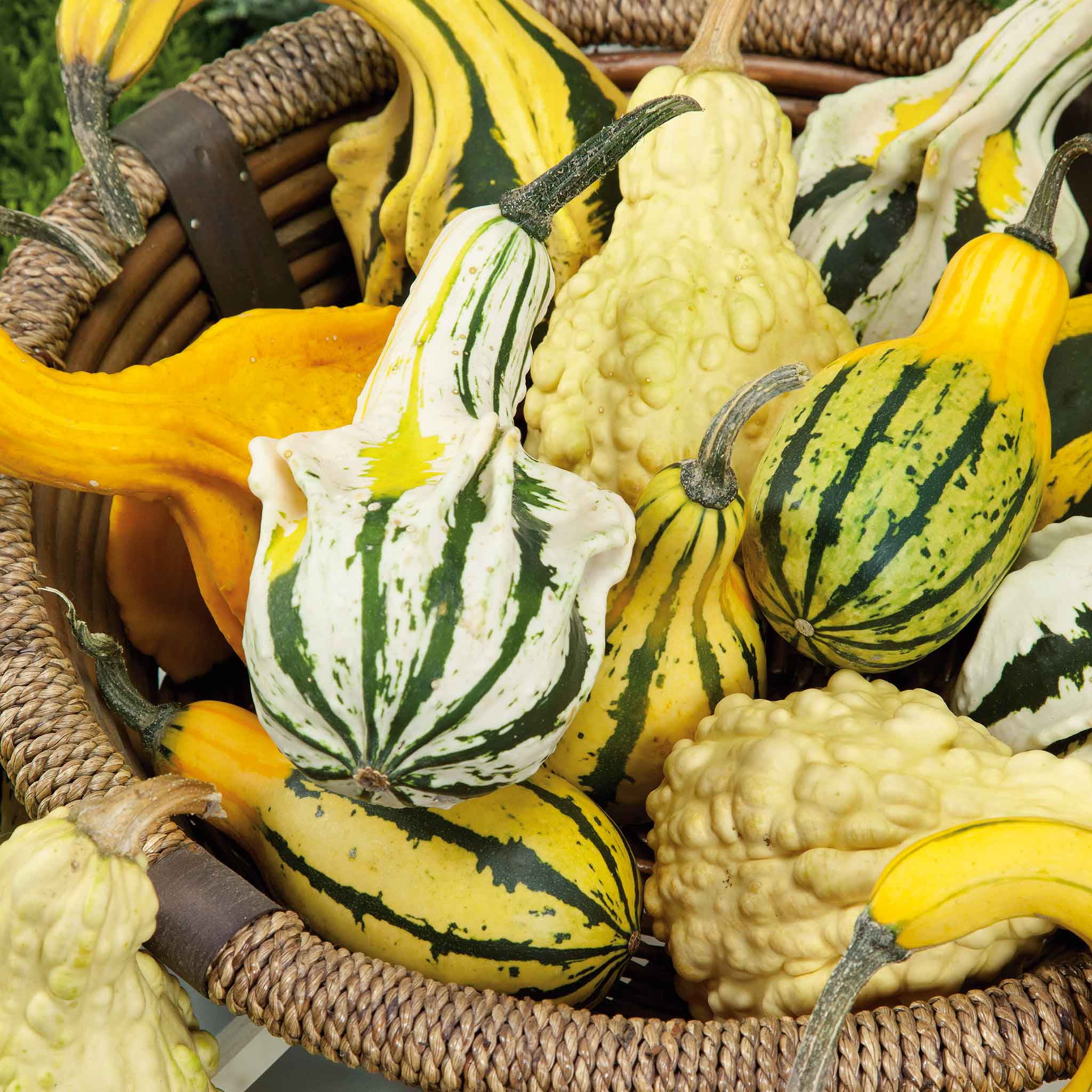 Eden Brothers Gourd Seeds - Large Mix - Walmart.com