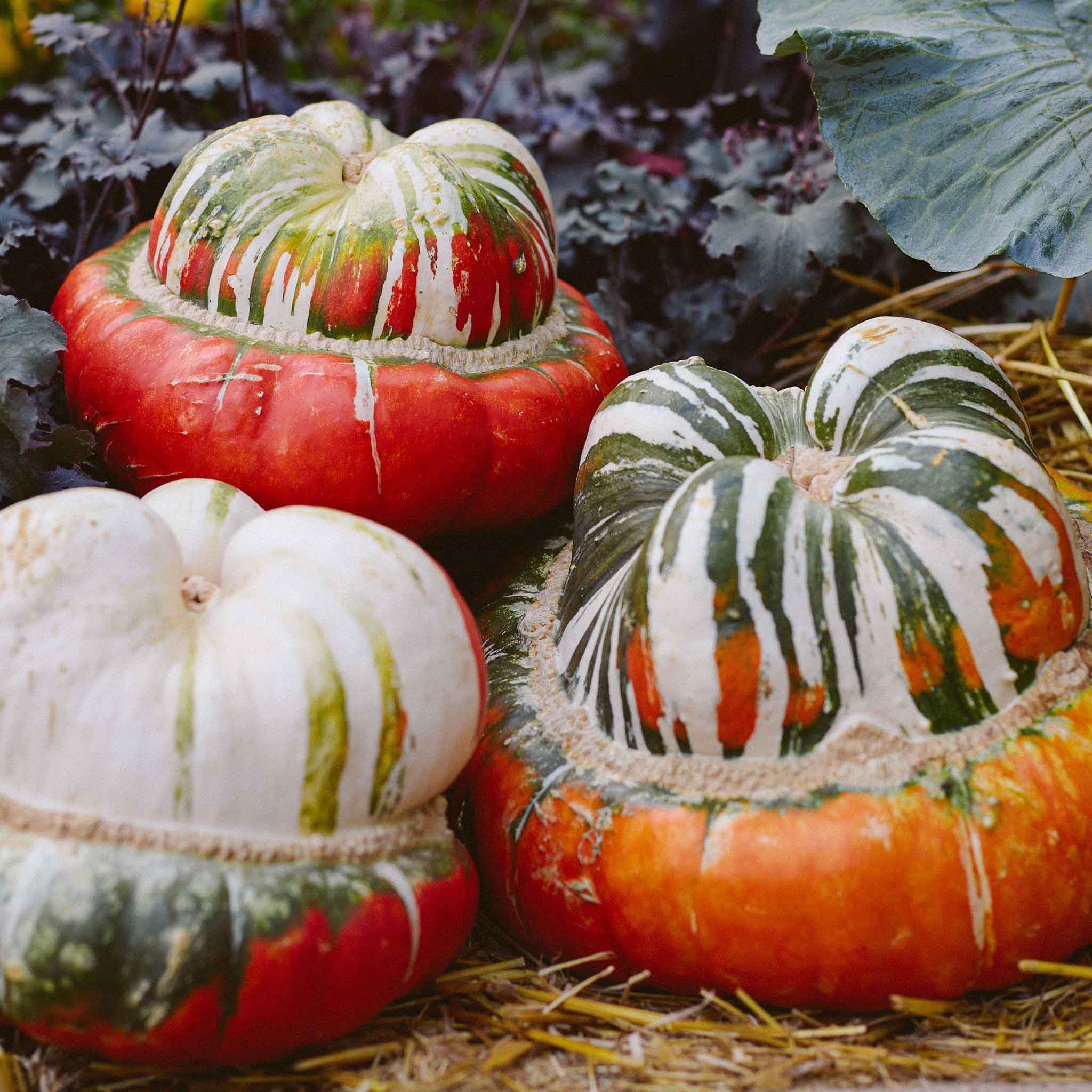 Eden Brothers Gourd Seeds - Turks Turban - Walmart.com