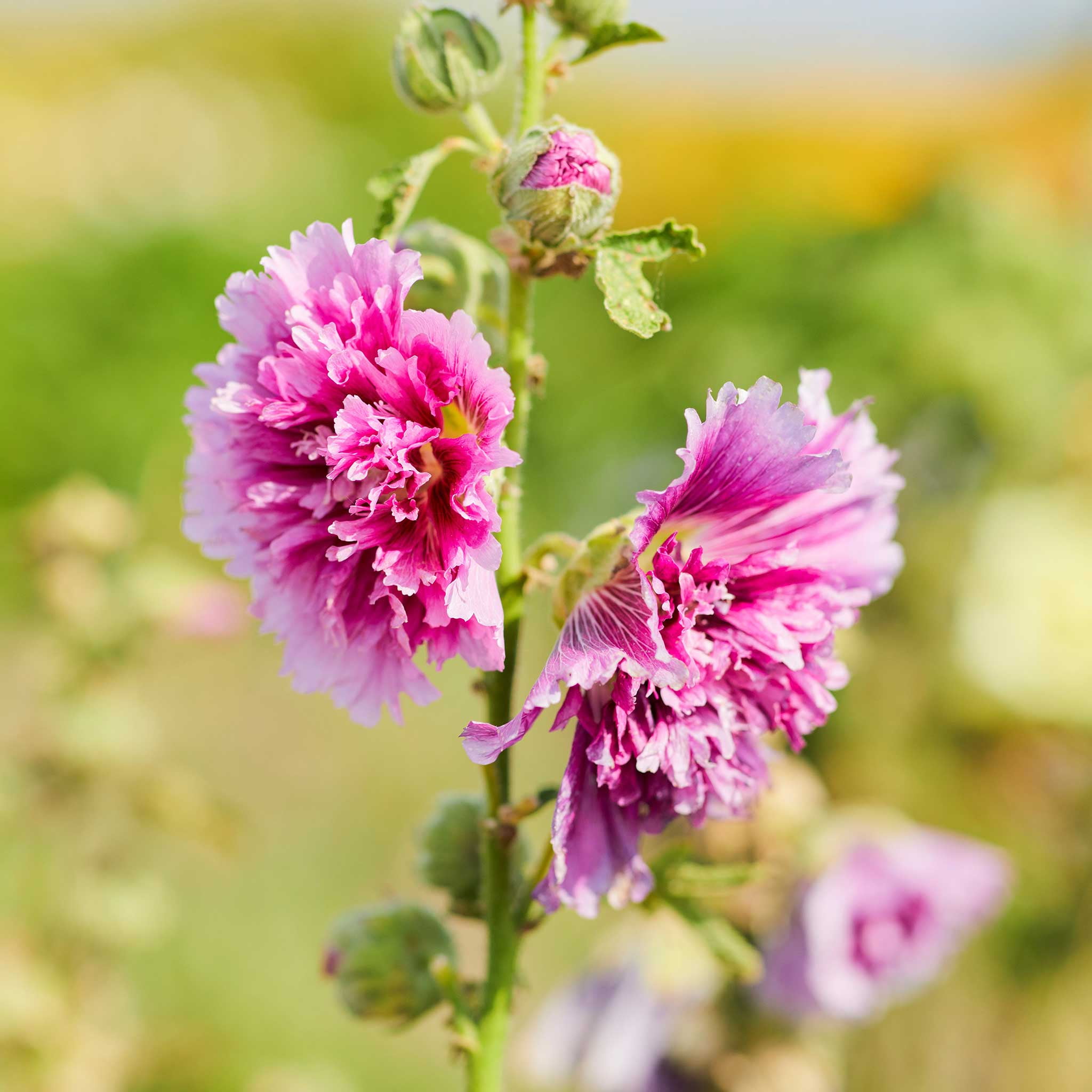 Eden Brothers Hollyhock Seeds (Dwarf) - Queeny Purple, Non-GMO Seeds ...