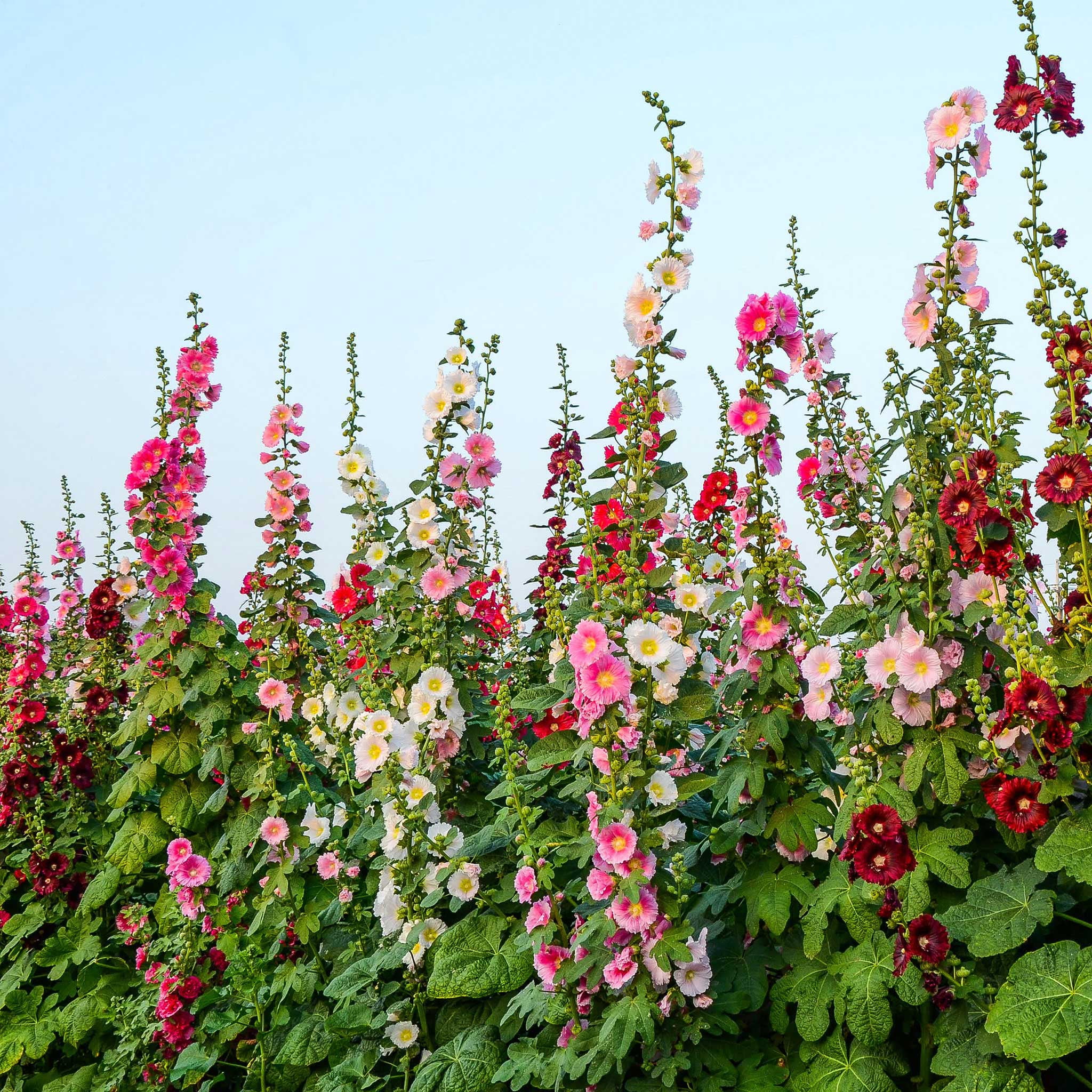 Eden Brothers Hollyhock Seeds - Single Mix Non-GMO Seeds for Planting ...