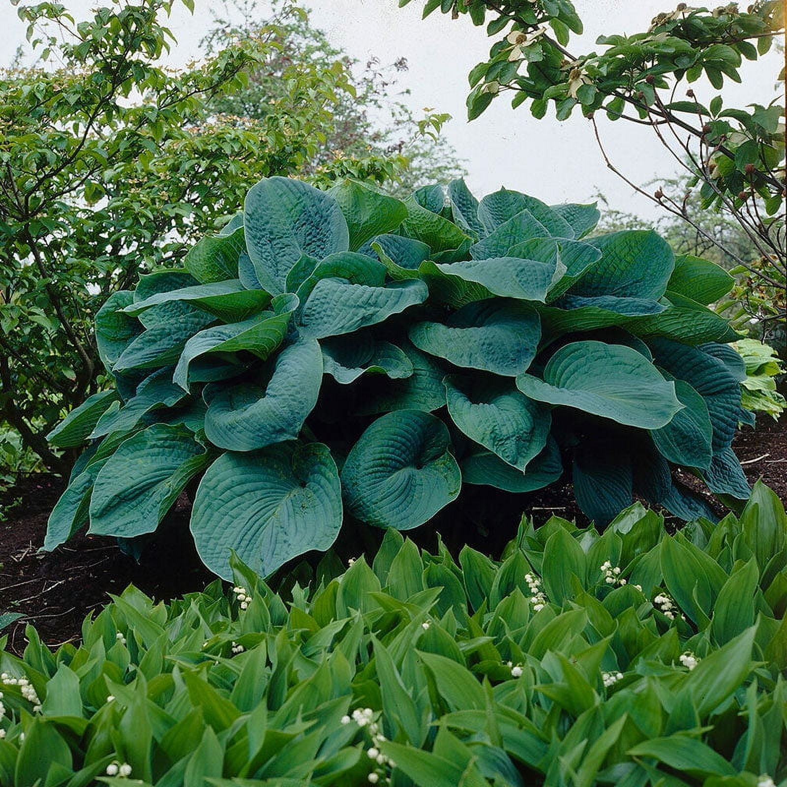 Eden Brothers Hosta Roots - Big Daddy - Walmart.com