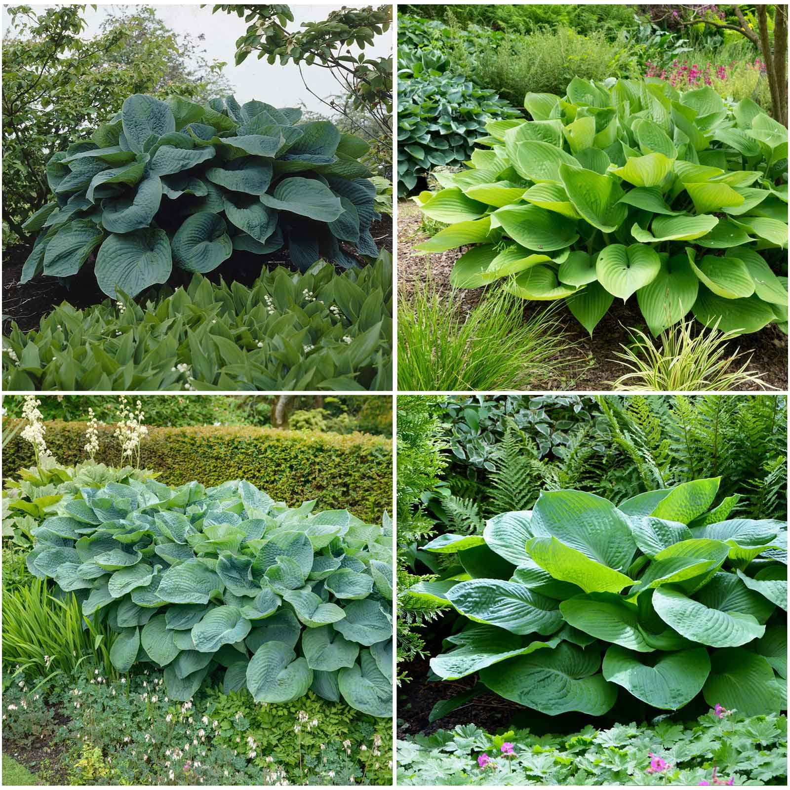 Eden Brothers Hosta Roots - Giant Mix - Walmart.com