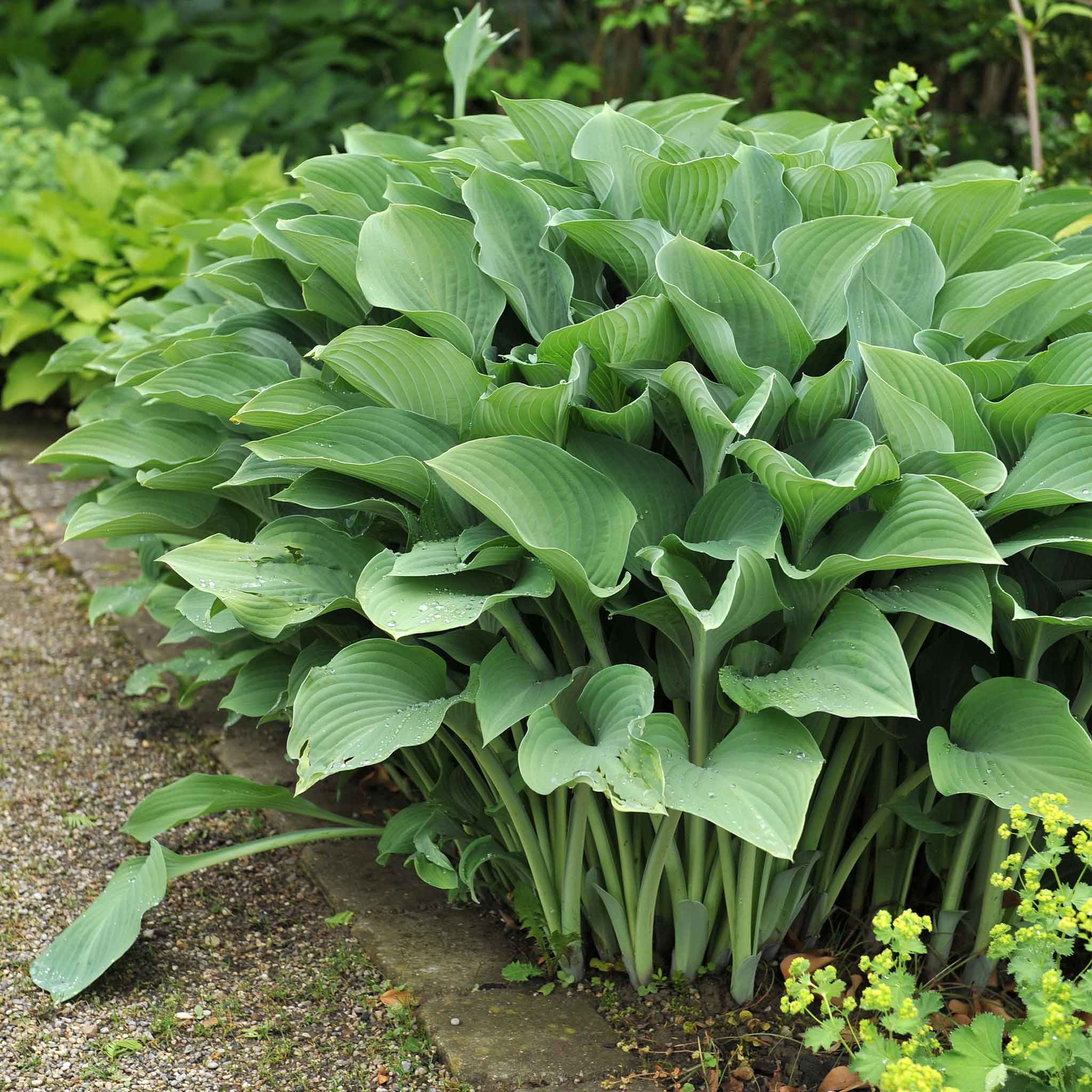 Eden Brothers Hosta Roots - Krossa Regal - Walmart.com