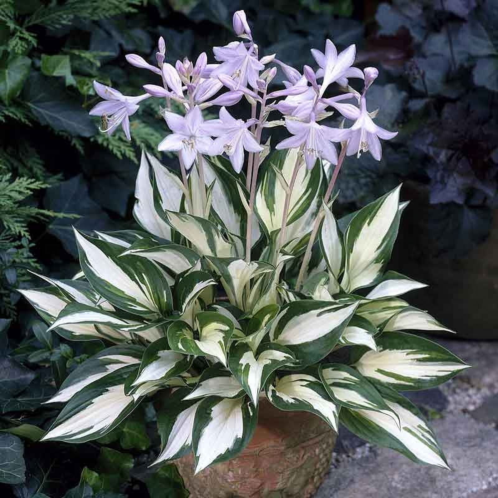 Eden Brothers Hosta Roots (Spring-Planted) - Fire & Ice Non-GMO Bulbs ...