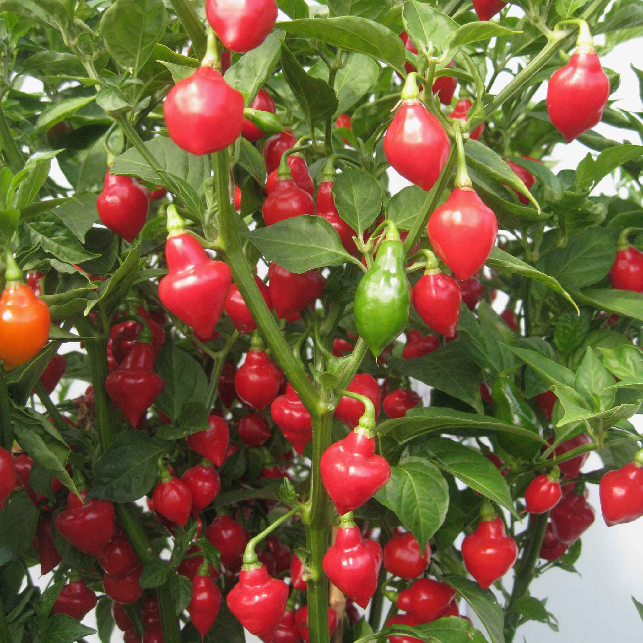 Eden Brothers Hot Pepper Seeds - Spinning Tops - Walmart.com