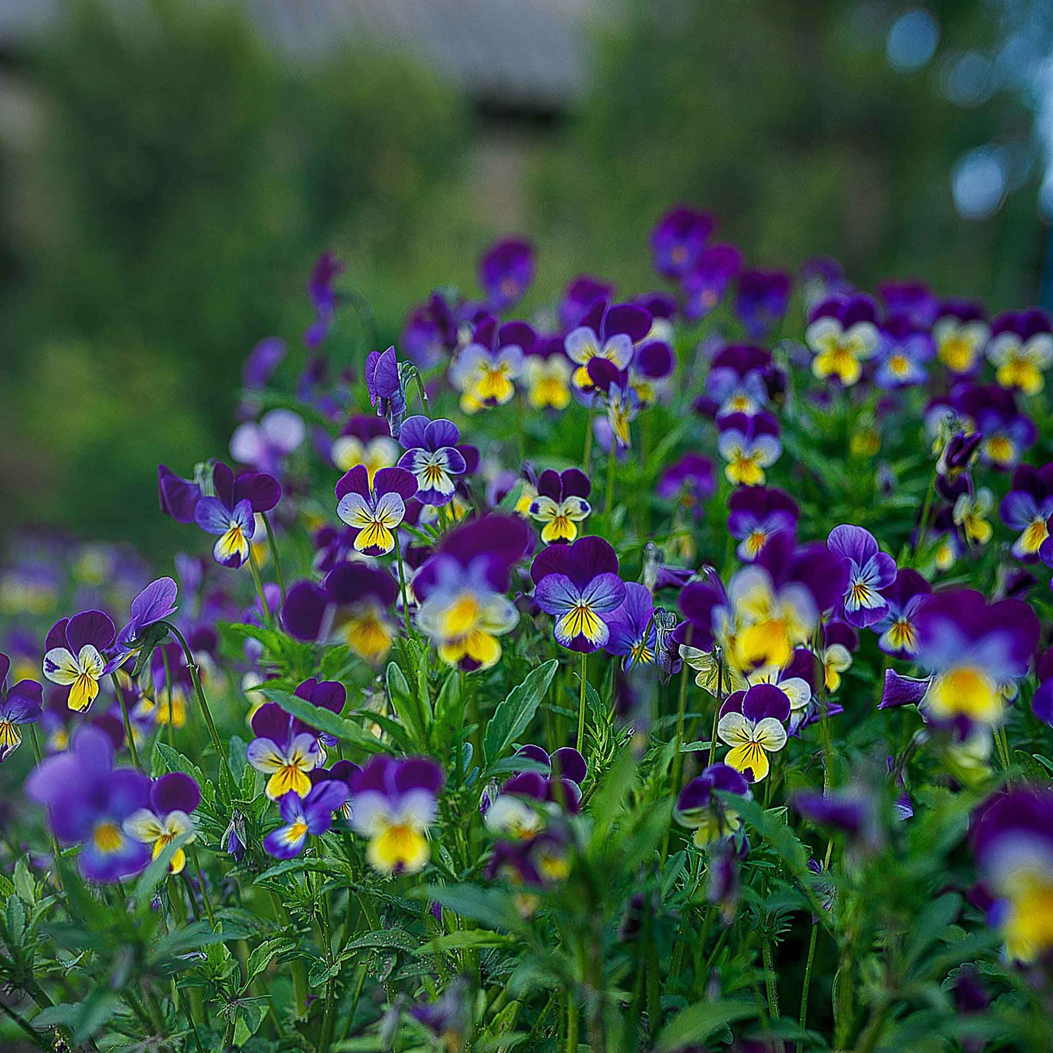 Eden Brothers Johnny Jump Up Seeds - Walmart.com