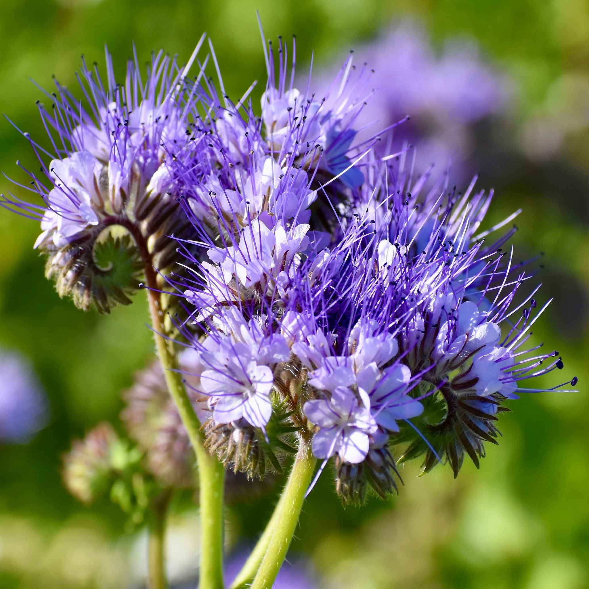 Eden Brothers Lacy Phacelia Seeds, Lavender/Blue Blooms, Attracts Bees ...