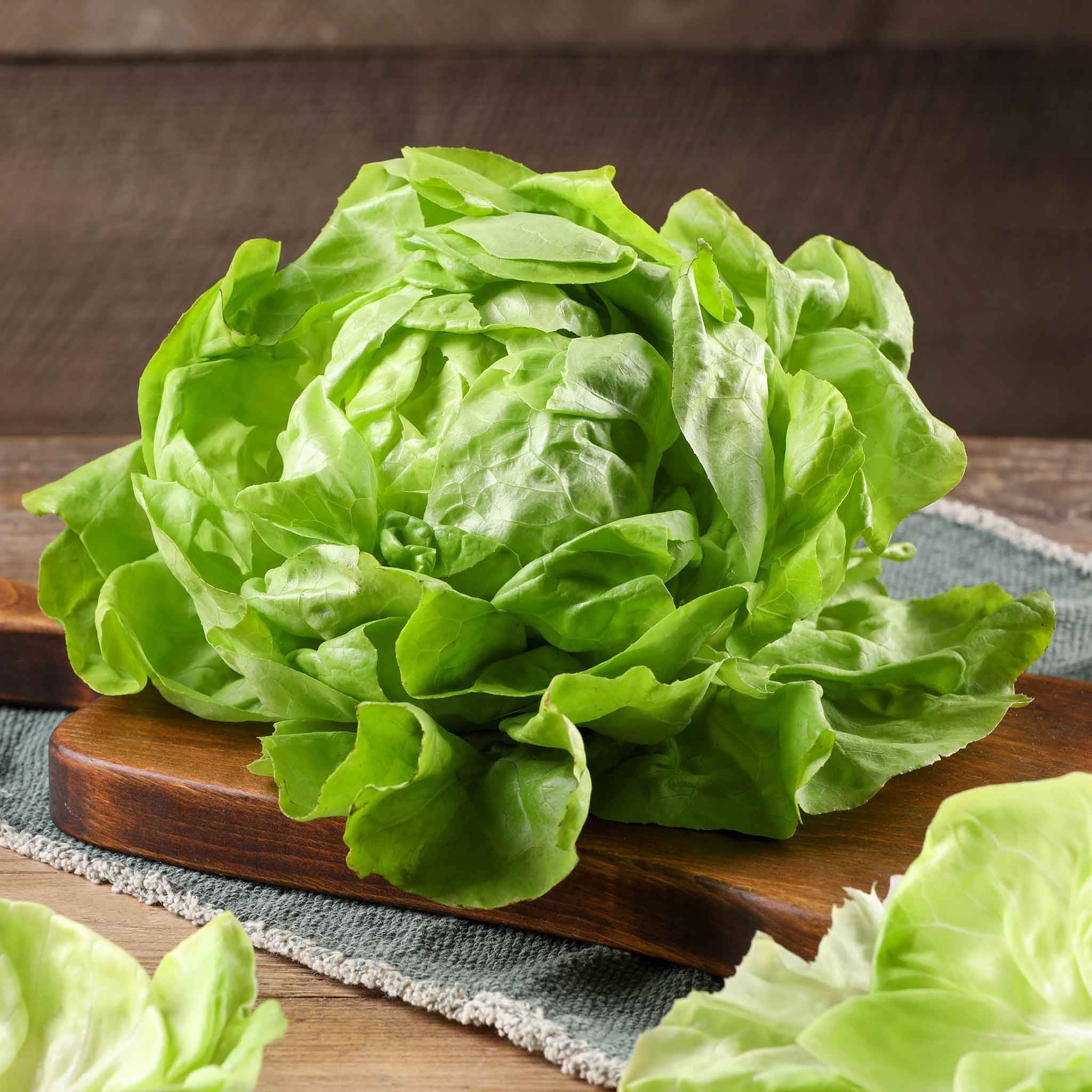 Eden Brothers Lettuce Seeds - Bibb Non-GMO Seeds for Planting, 5 lbs ...