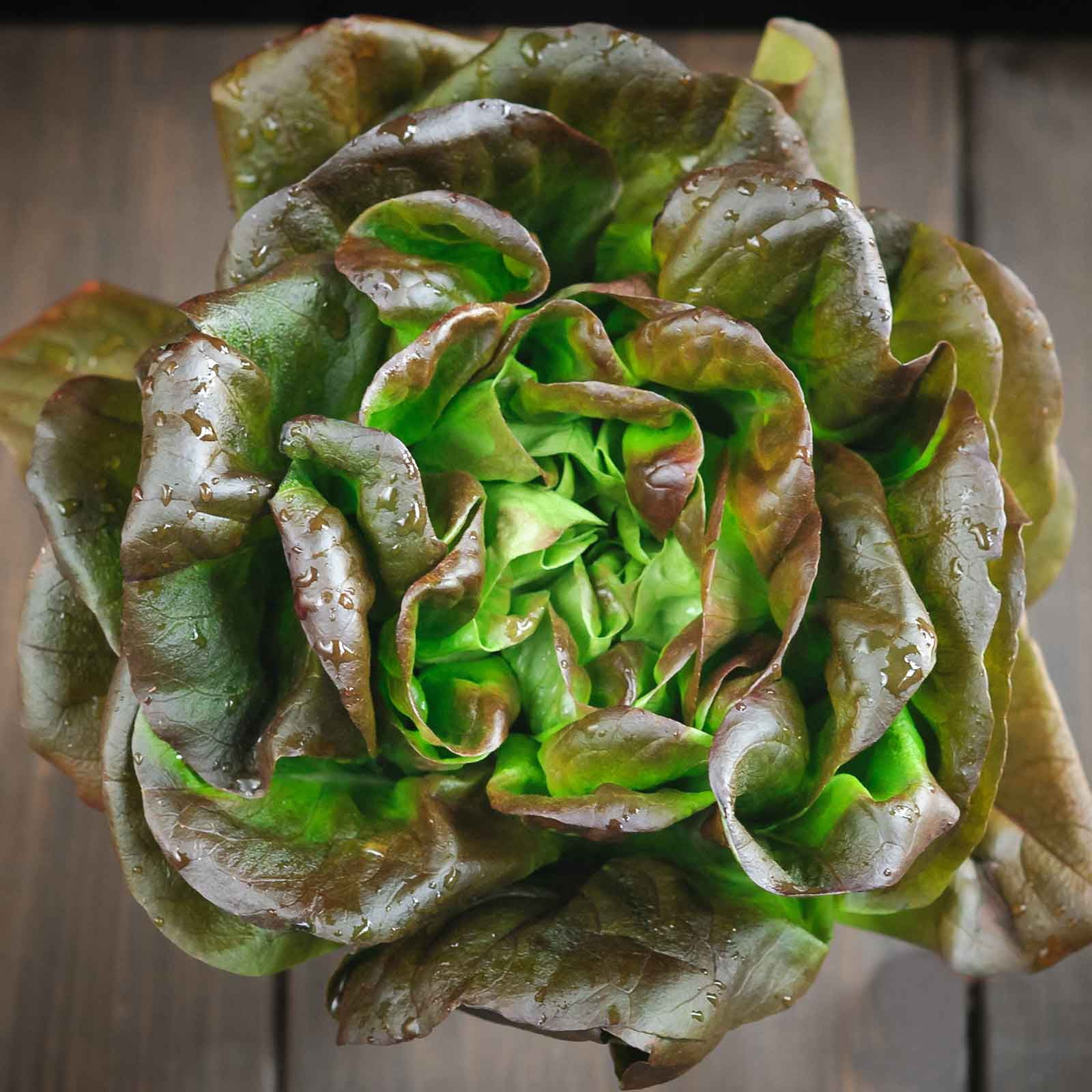 Eden Brothers Lettuce Seeds - Bronze Mignonette Non-GMO Seeds for ...