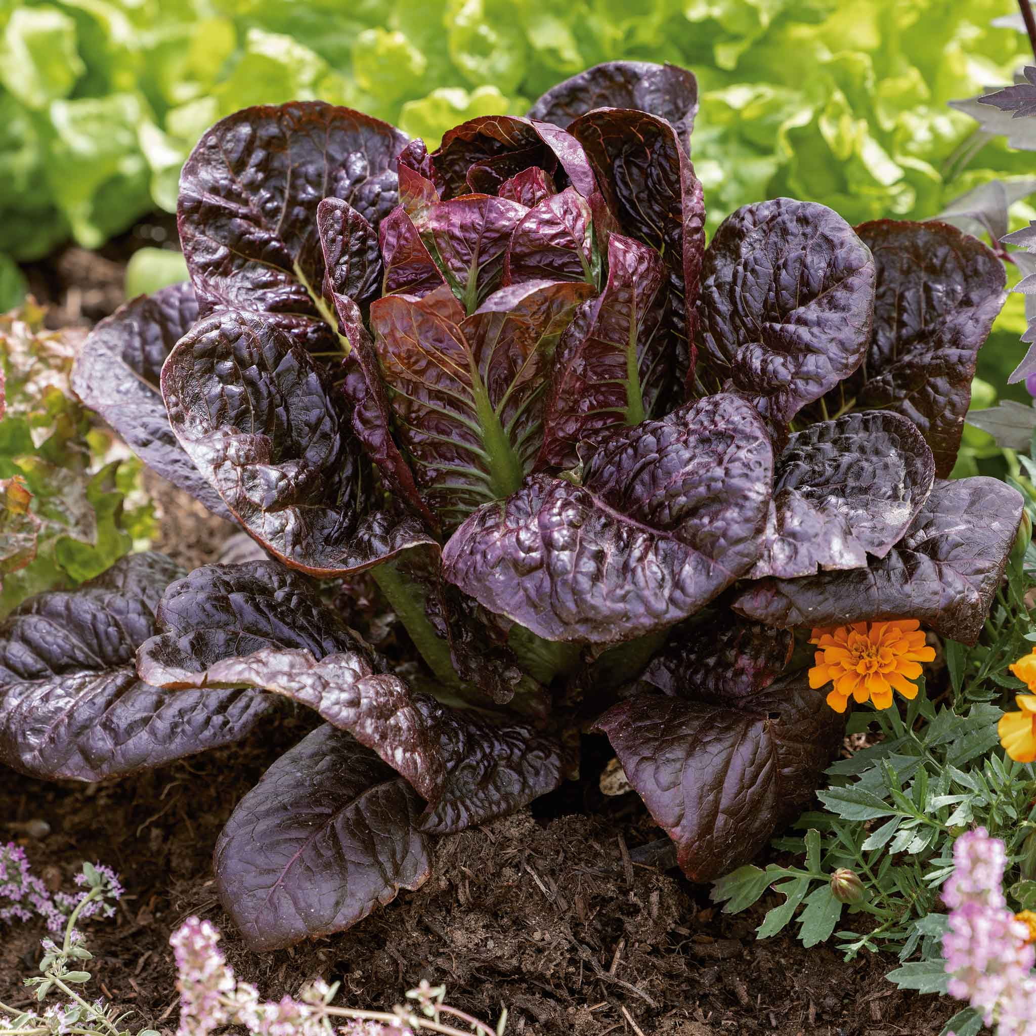 Eden Brothers Lettuce Seeds - Red Romaine Non-GMO Seeds for Planting ...