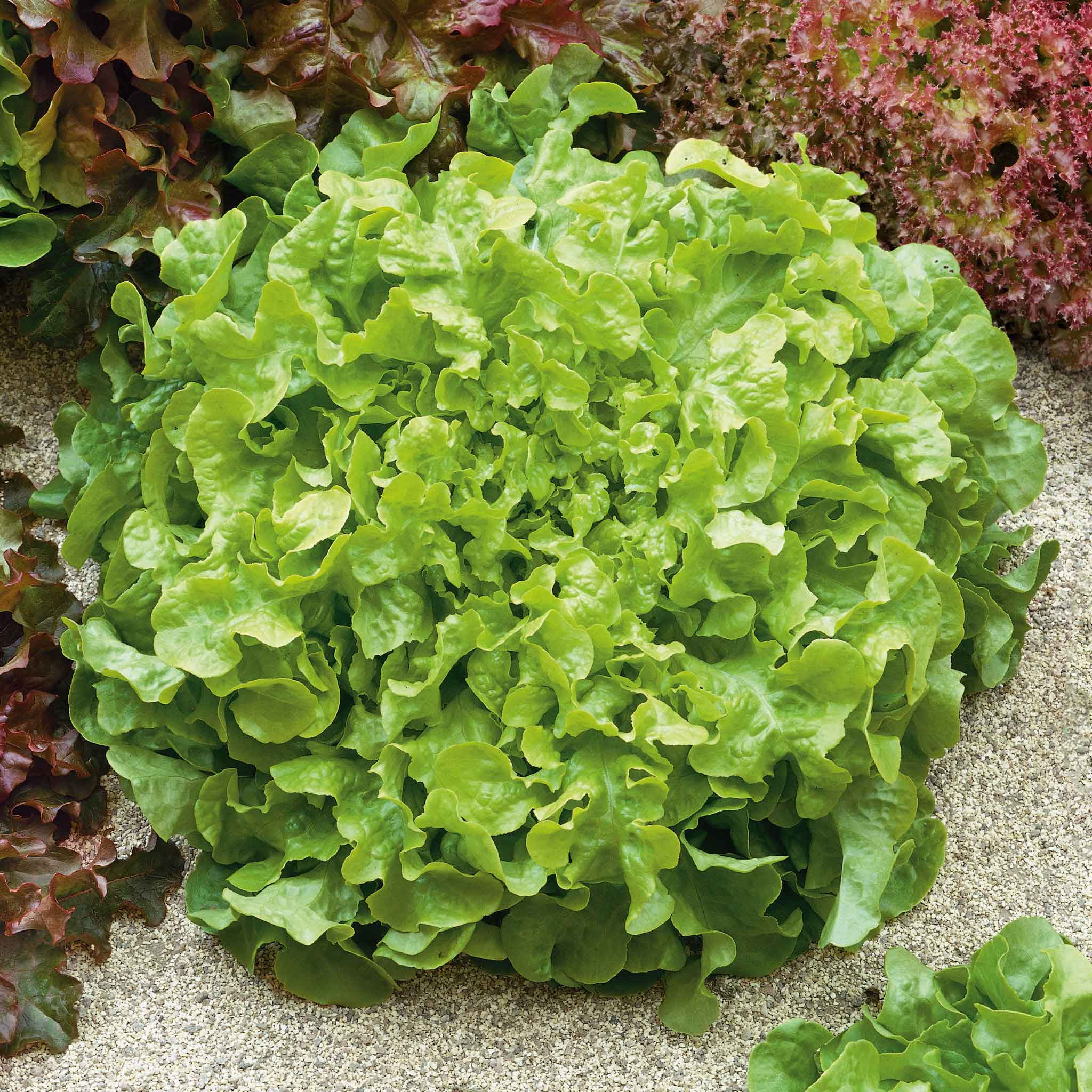 Eden Brothers Lettuce Seeds - Salad Bowl - Green Non-GMO Seeds for Planting, 1 lb | Low ...