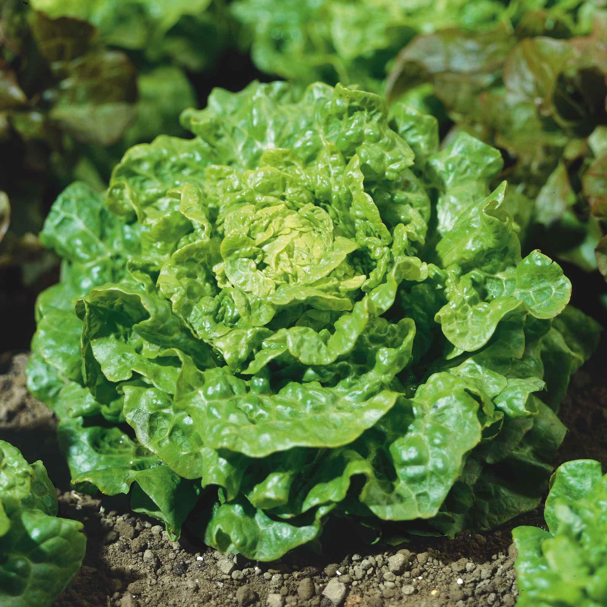 Eden Brothers Lettuce Seeds - Tom Thumb Non-GMO Seeds for Planting ...