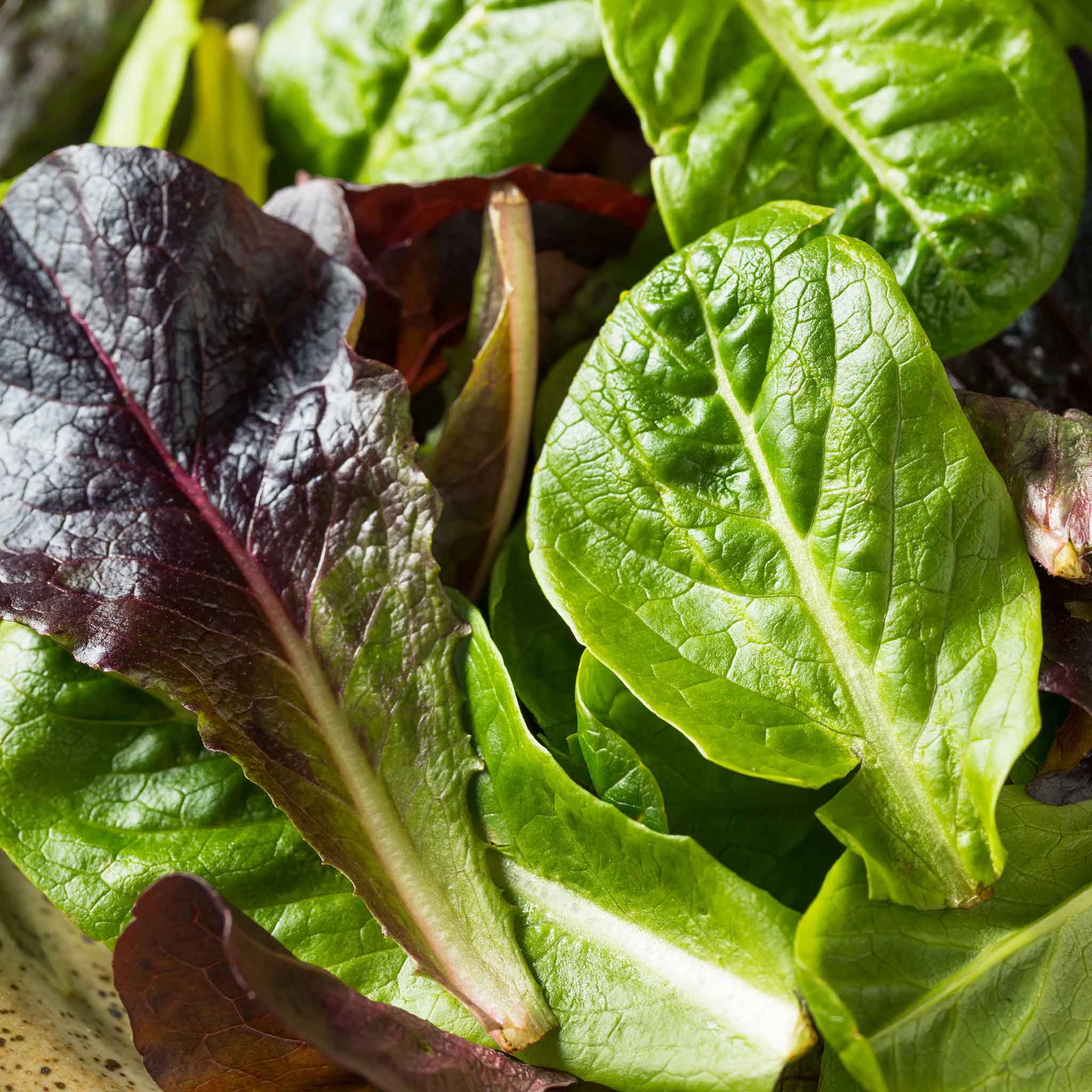 Eden Brothers Lettuce Seeds - Tricolor Romaine Mix Non-GMO Seeds for ...
