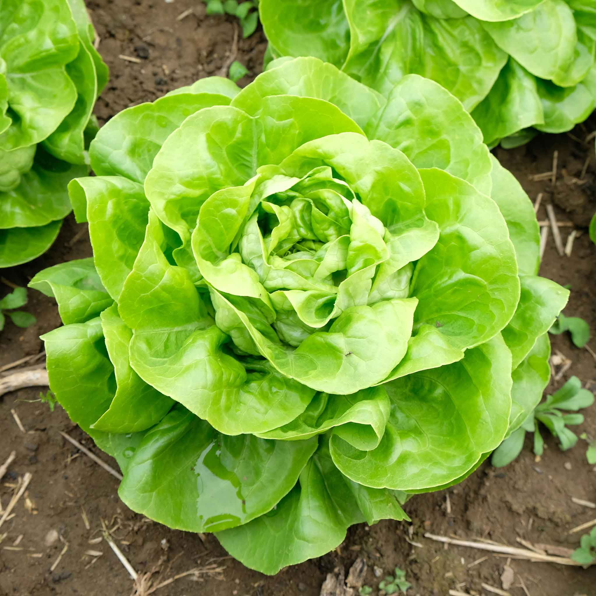 Eden Brothers Lettuce Seeds - White Boston Non-GMO Seeds for Planting ...